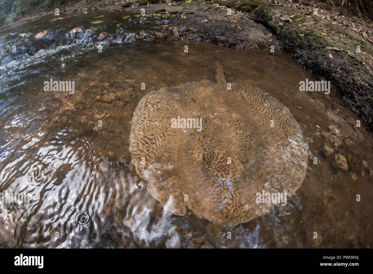 A tiger stingray (Potamotrygon falkneri) in a pristine stream that runs ...