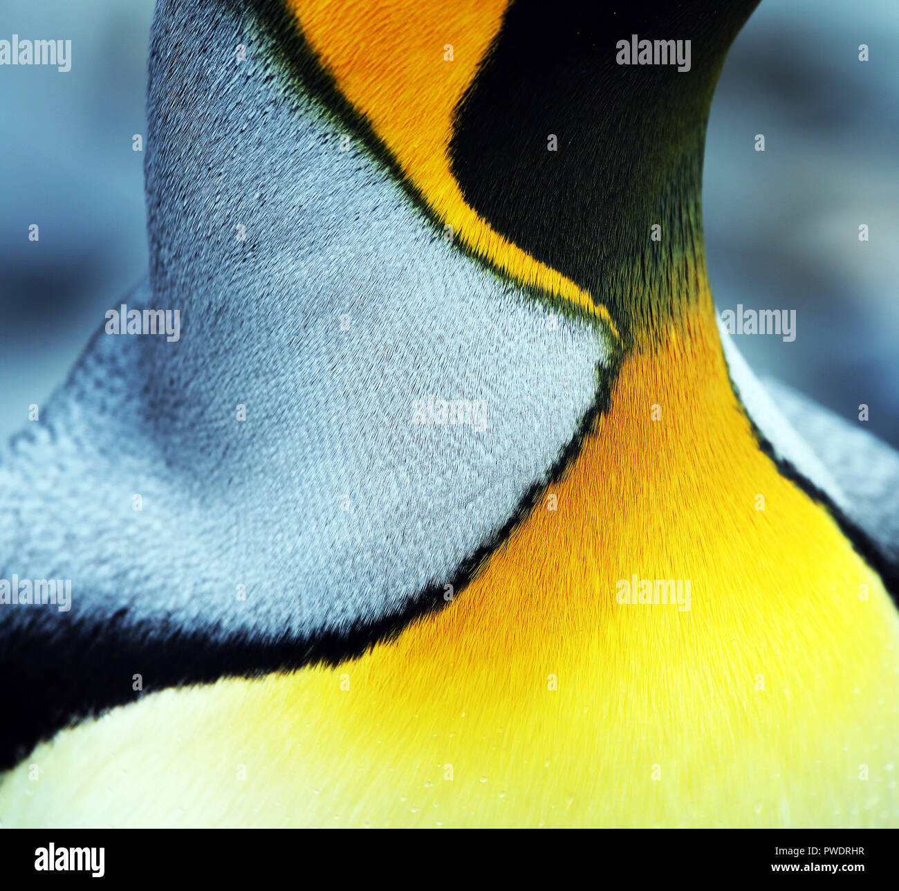 closeup of King Penguin neck with black, yellow and orange feather ...