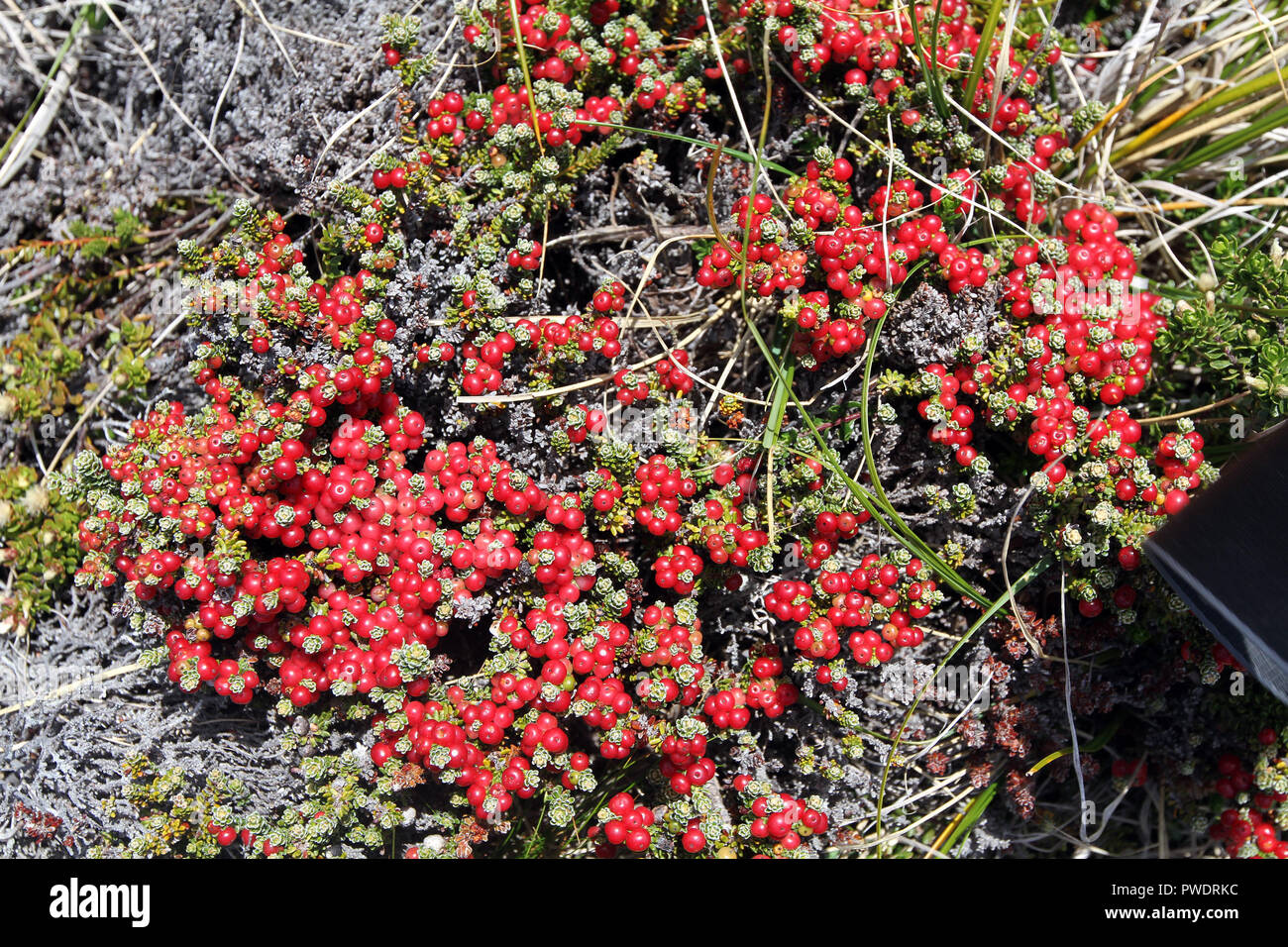 Diddle hi-res stock photography and images - Alamy