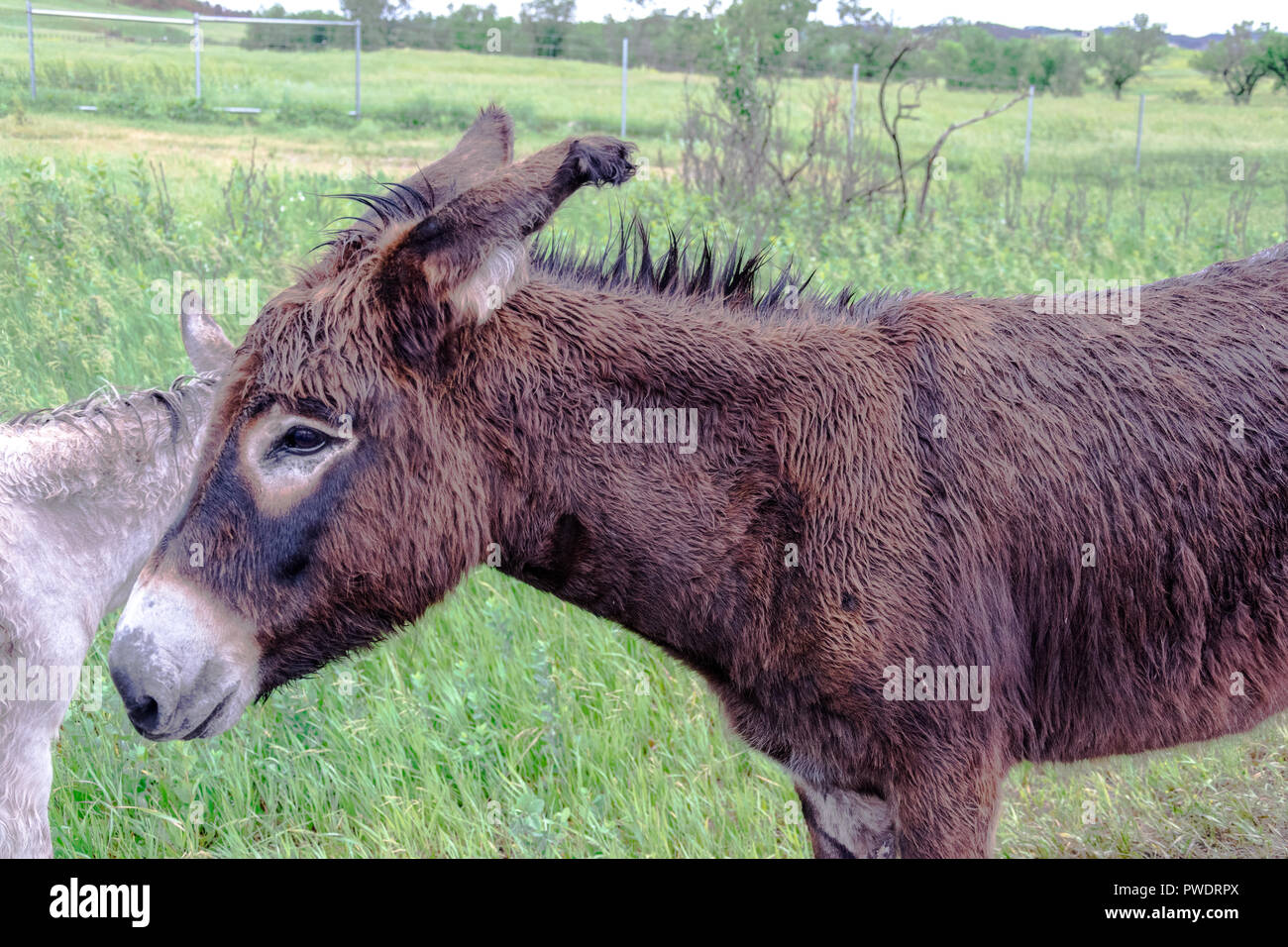 Wild brown donkey/ burro at Custer State Park near Rapid City, South ...
