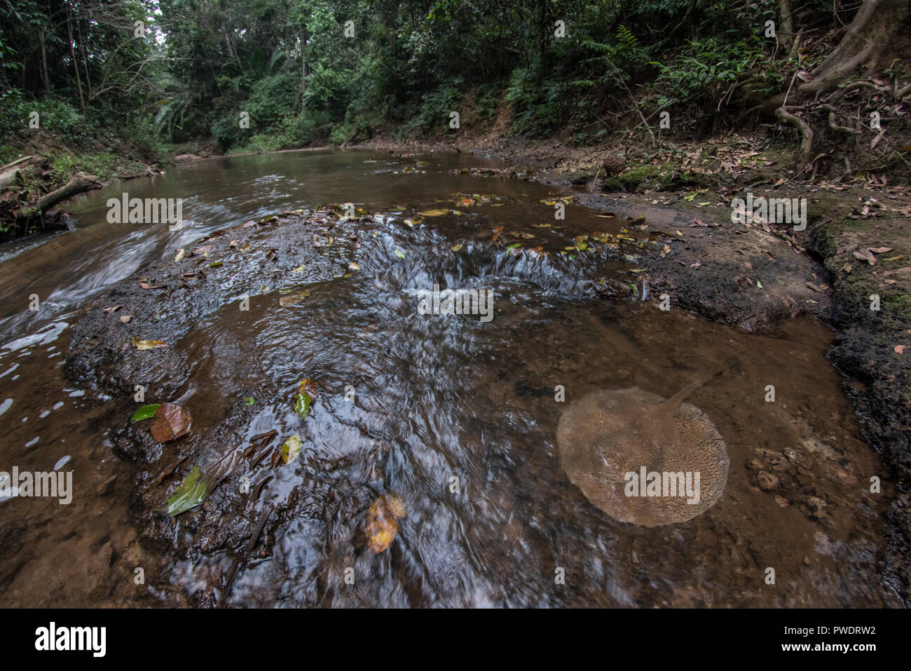 A tiger stingray (Potamotrygon falkneri) in a pristine stream that runs ...