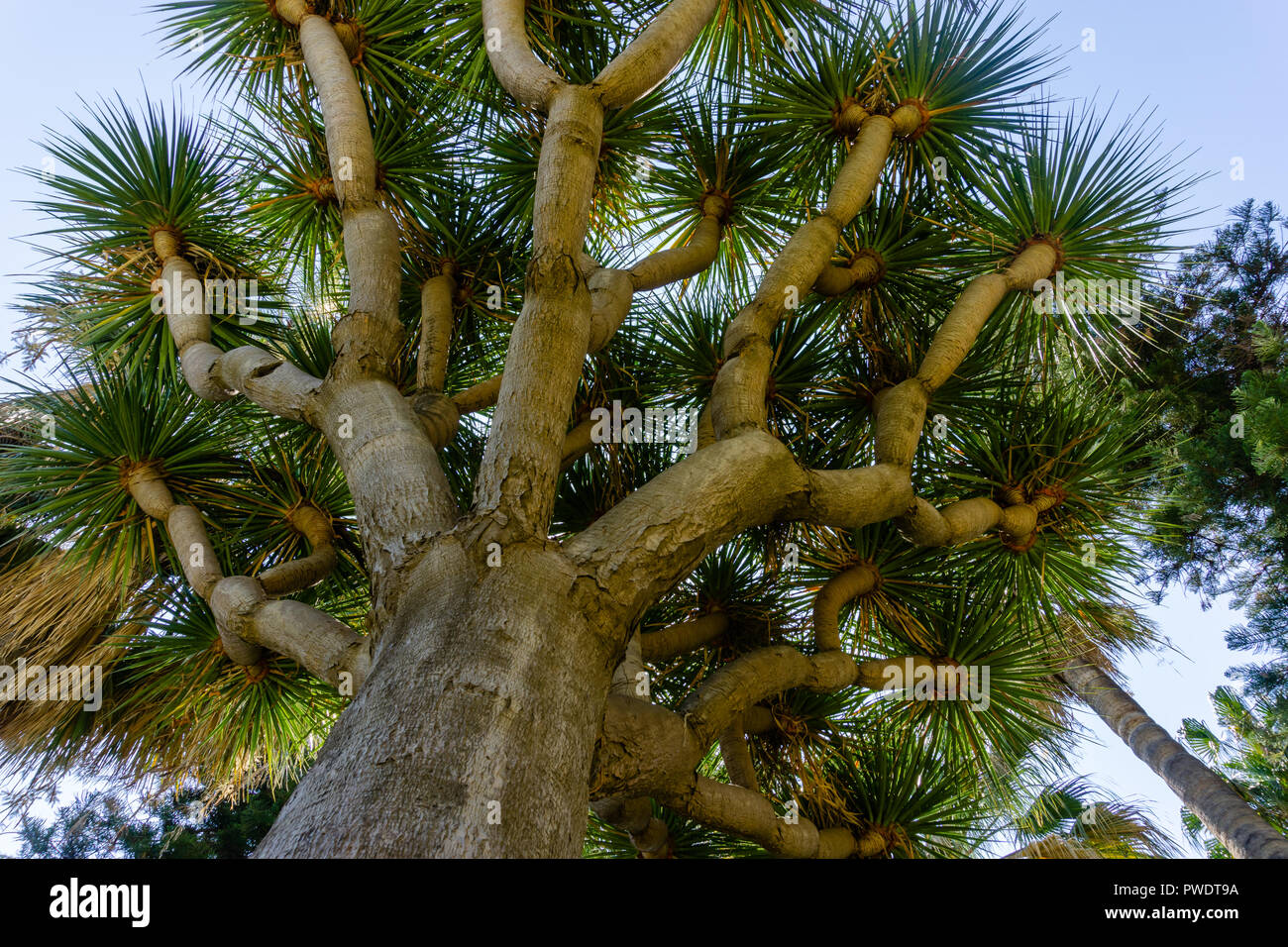 Close-up view of the old and big tree, from down to the treetop with ...