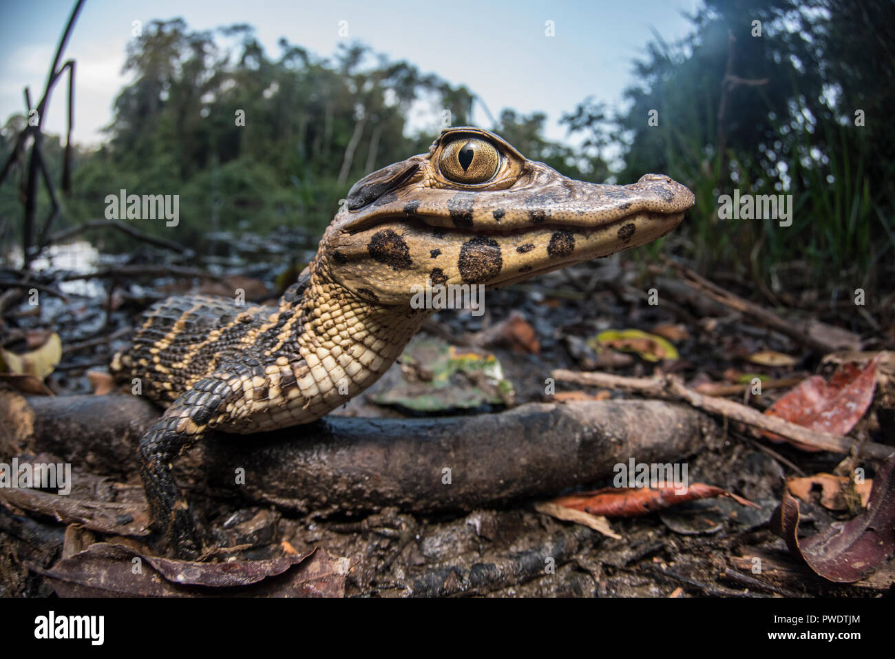 Black caiman hi-res stock photography and images - Alamy