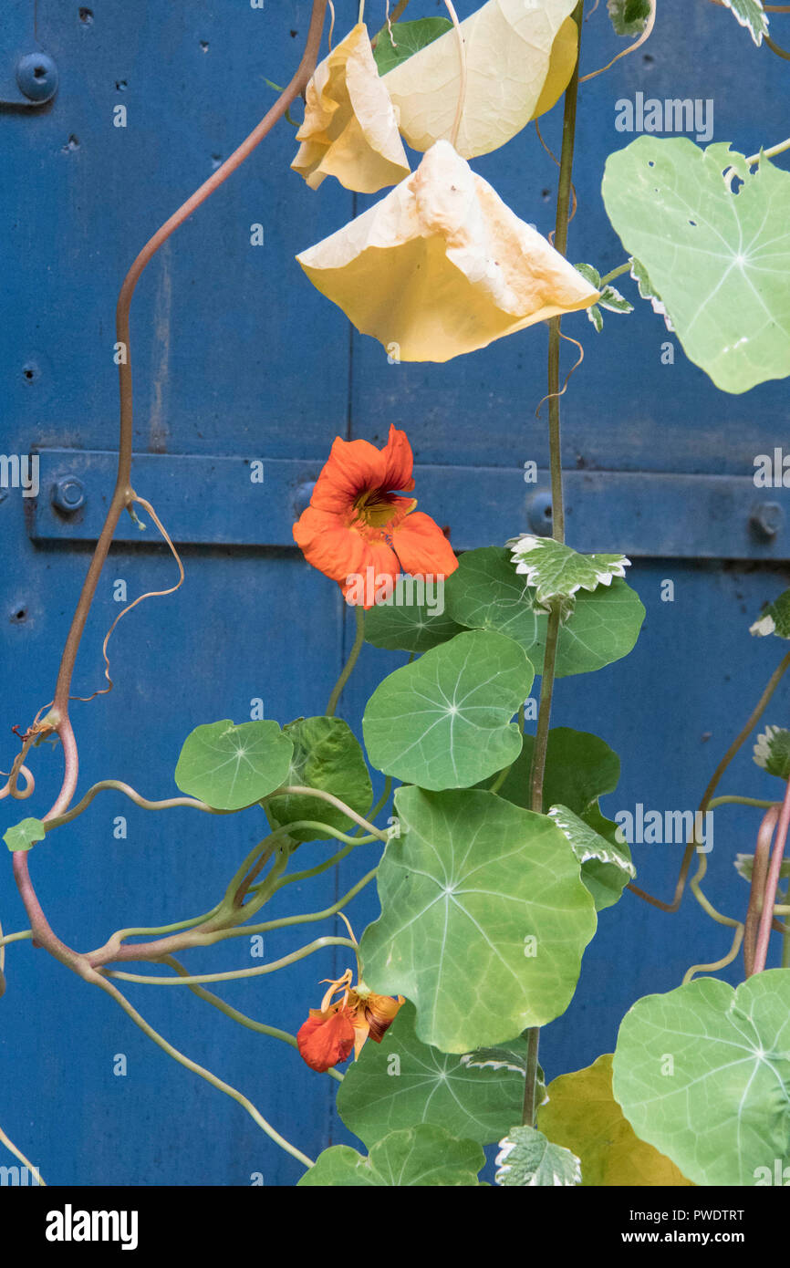Flower port hi-res stock photography and images - Alamy