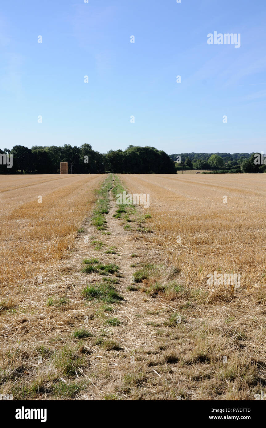 View across fields, Datchworth, Hertfordshire Stock Photo - Alamy