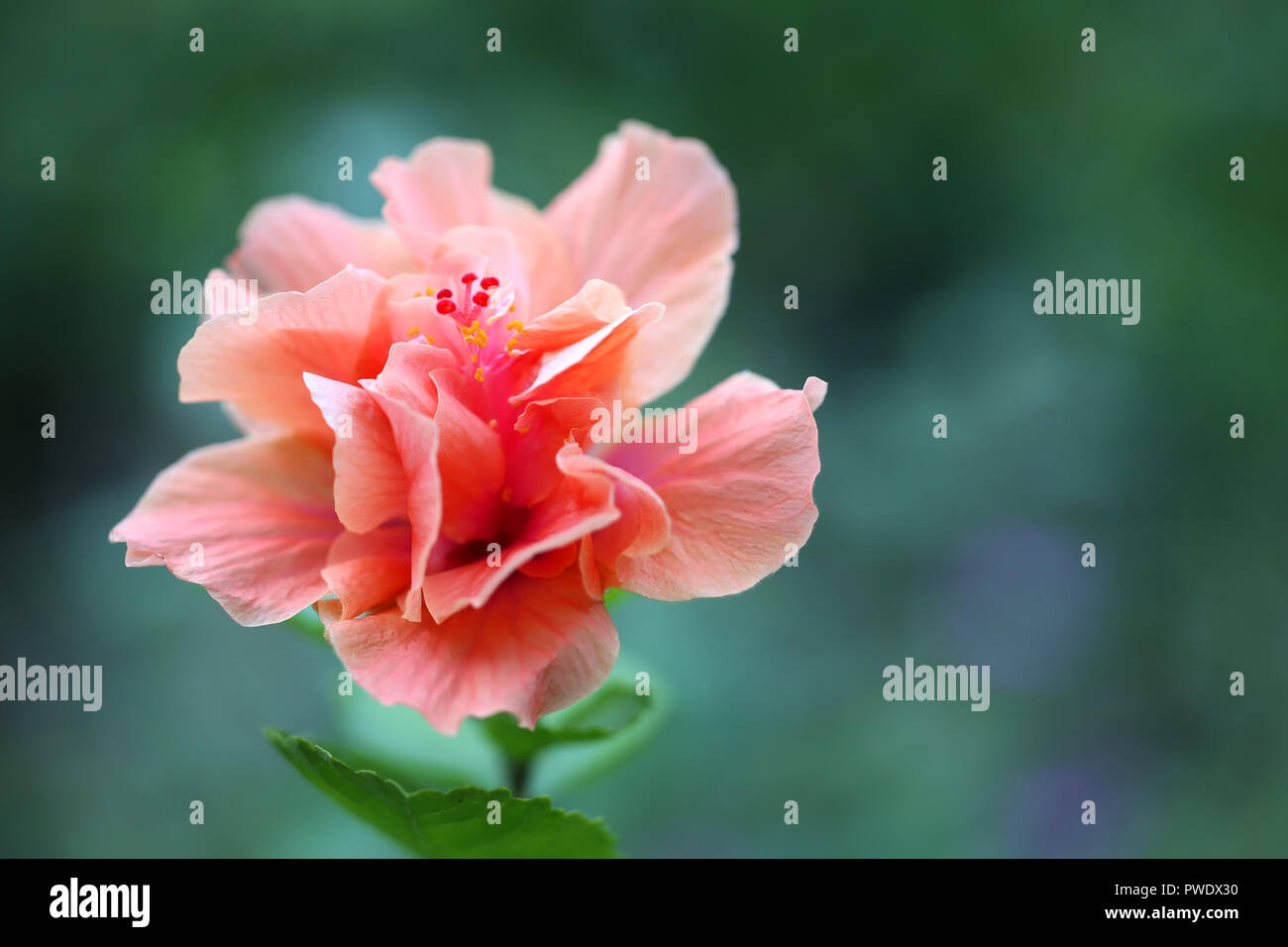 Hibiscus of pale pink color with copy space Stock Photo - Alamy