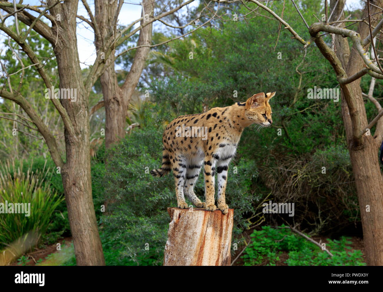 Beautiful serval wild cat hi-res stock photography and images - Alamy