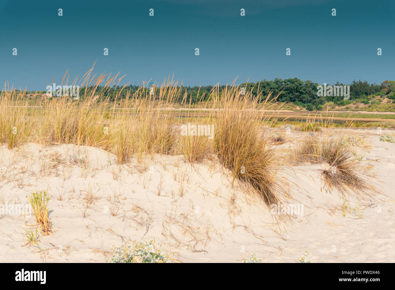 Dune Of Sand And Bushs Stock Photo - Alamy