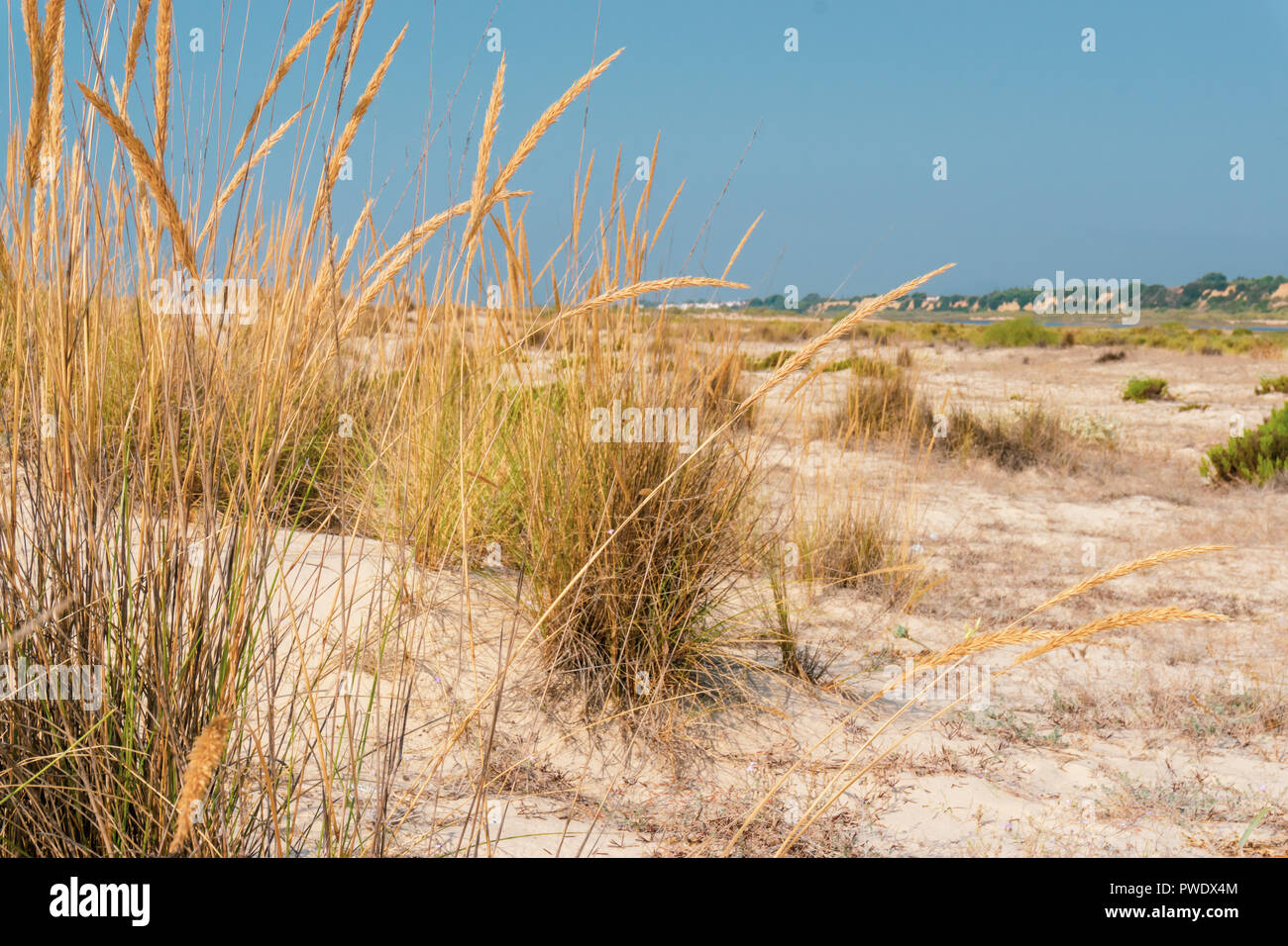 Dune Of Sand And Bushs Stock Photo - Alamy
