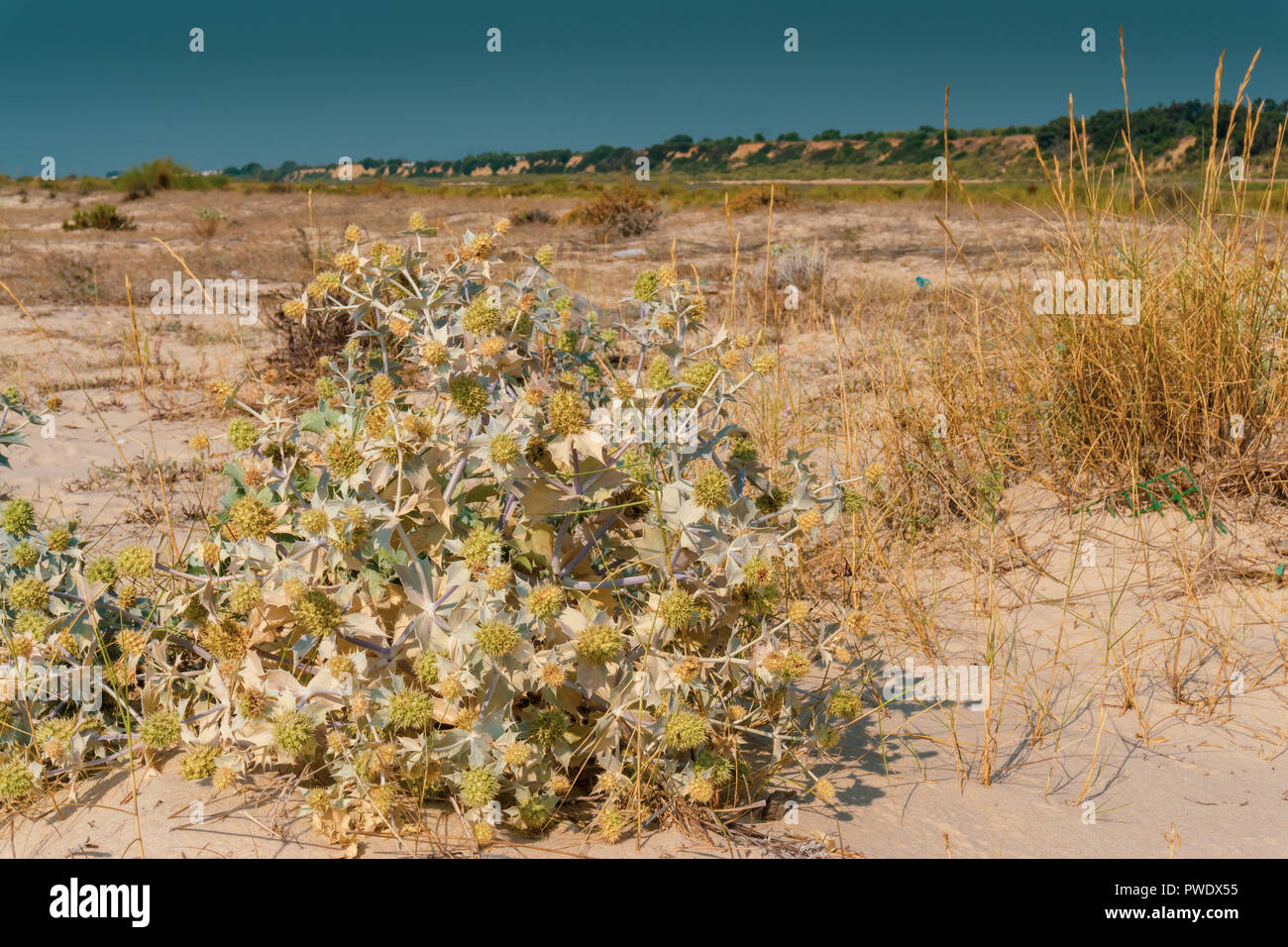 Dune Of Sand And Bushs Stock Photo - Alamy