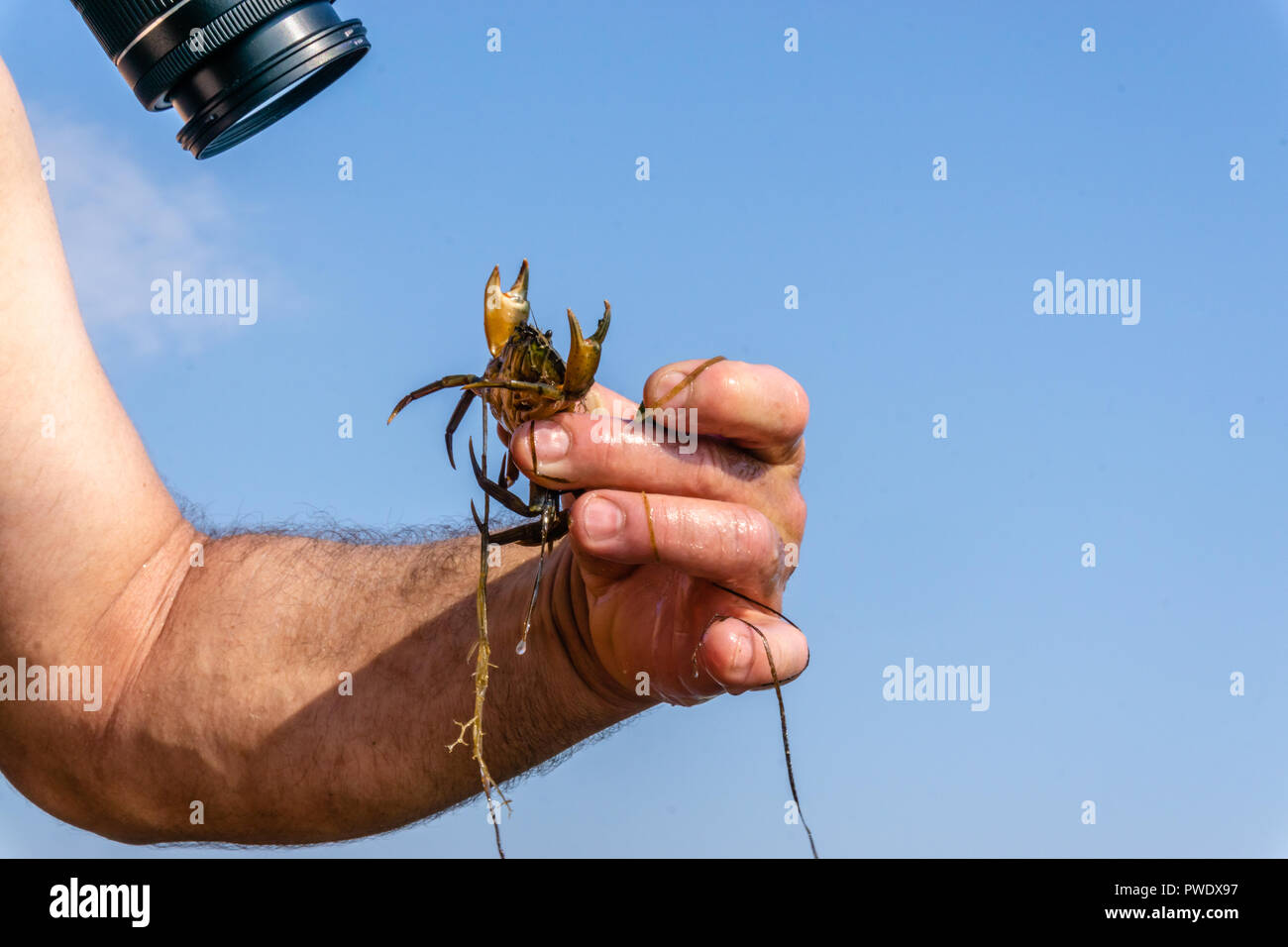 Photographer photographing a crab Stock Photo - Alamy