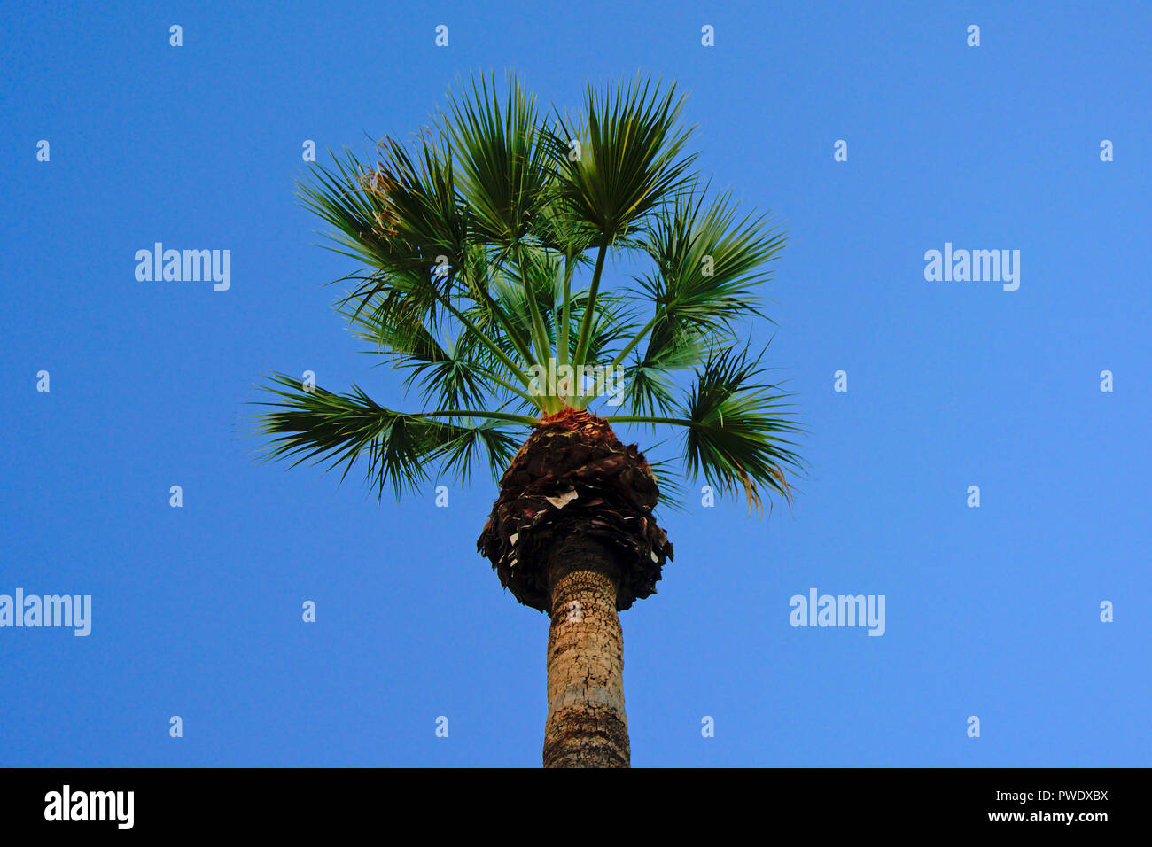 Palm tree trunks up close hi-res stock photography and images - Alamy