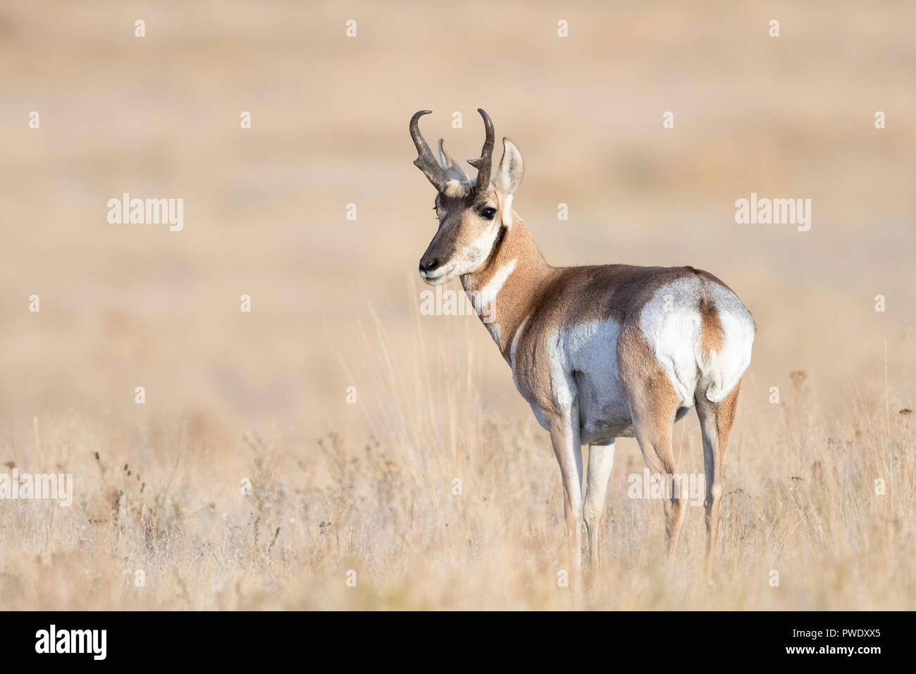 Pronghorn Buck (Antilocapra americana), North America Stock Photo - Alamy