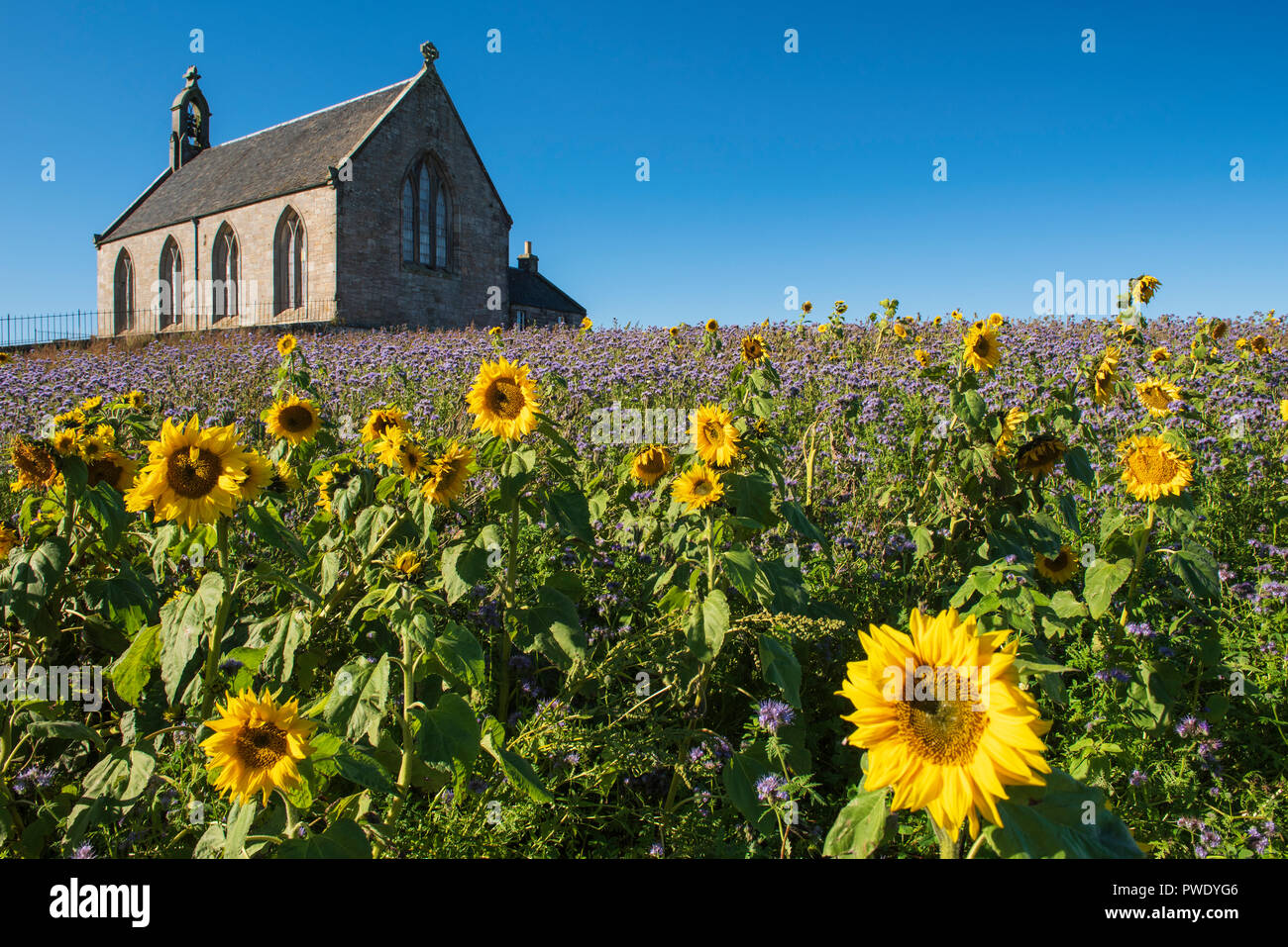 Field of Phacelia and Sunflowers by Boarhills Church, St Andrews, Fife ...