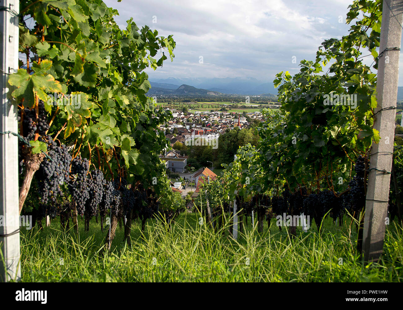 Rebstein, St. Gallen, Switzerland. 13th Oct, 2018. September 13, 2018 ...