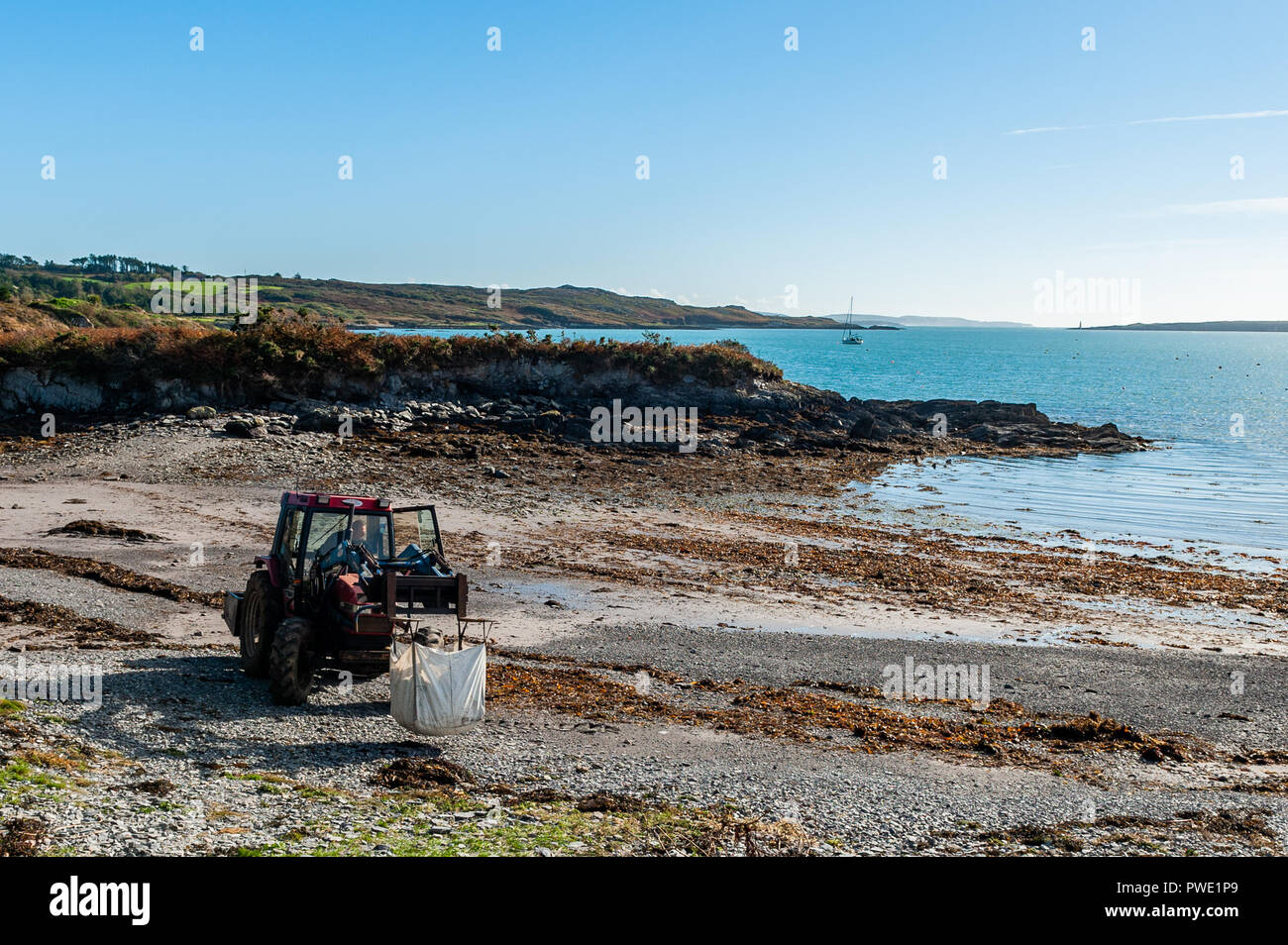 Collecting seaweed off beach hi-res stock photography and images - Alamy