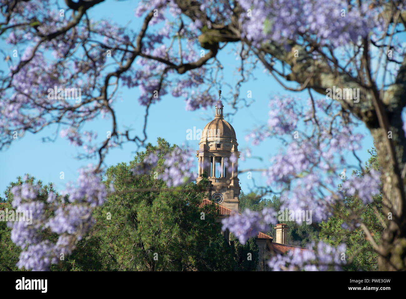 Jacaranda tree blossoms south africa hi-res stock photography and ...