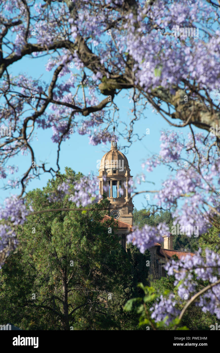 Jacaranda trees in bloom pretoria hi-res stock photography and images ...