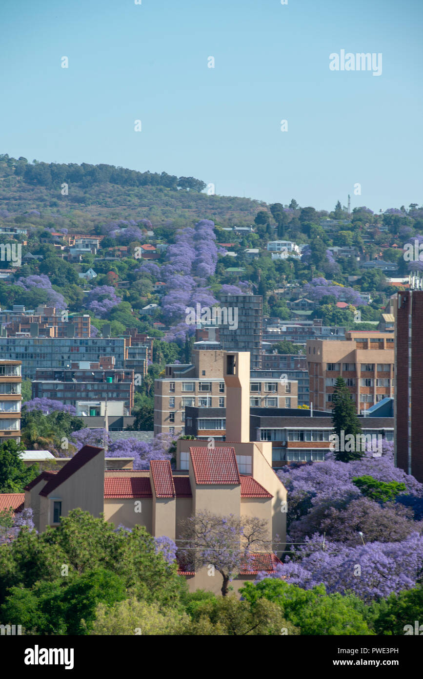 Jacaranda trees pretoria hi-res stock photography and images - Alamy