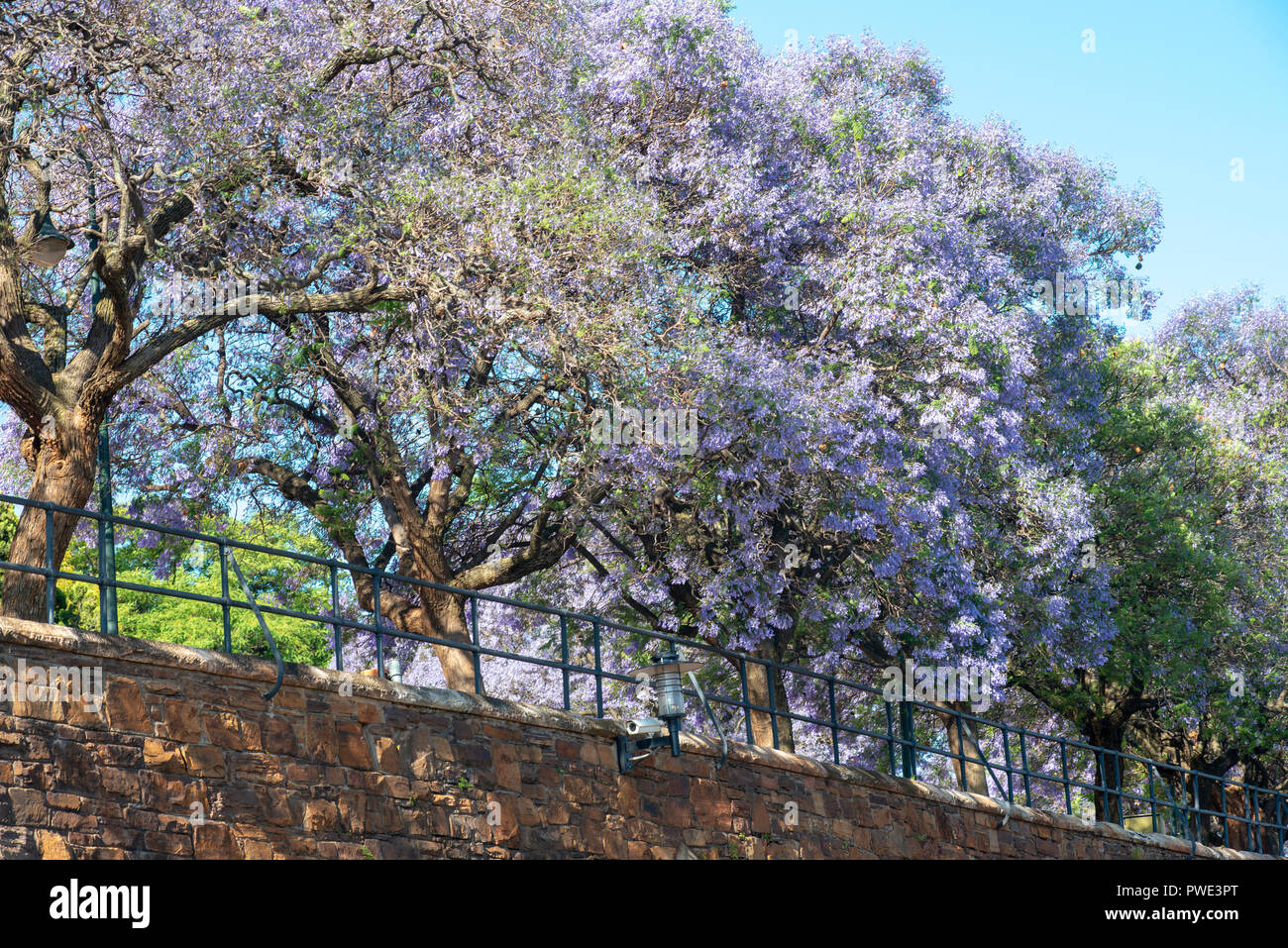 Jacaranda trees in bloom pretoria hi-res stock photography and images ...