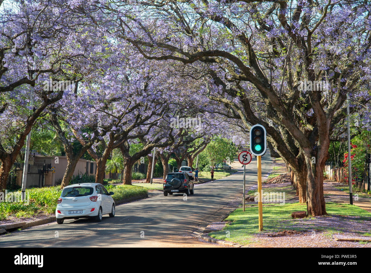 Jacarandas pretoria hi-res stock photography and images - Alamy