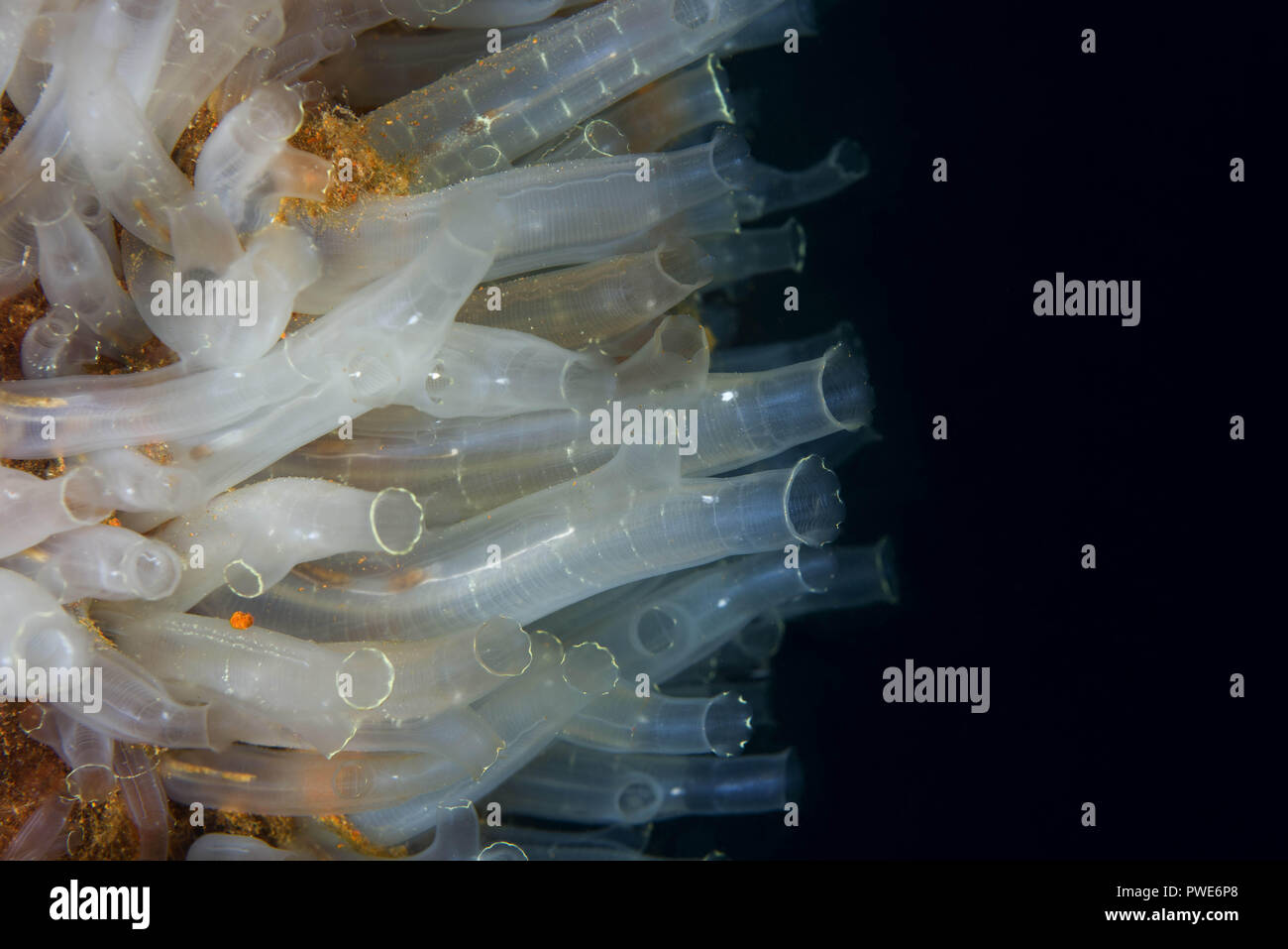 Transparent sea squirt hi-res stock photography and images - Alamy