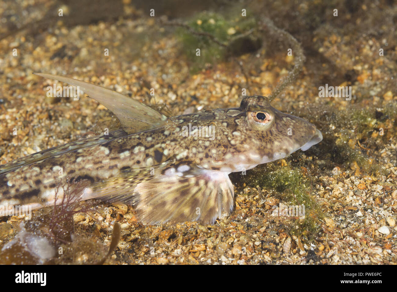 Norwegian Sea, Northern Atlantic, Norway. 8th Aug, 2018. Male ...