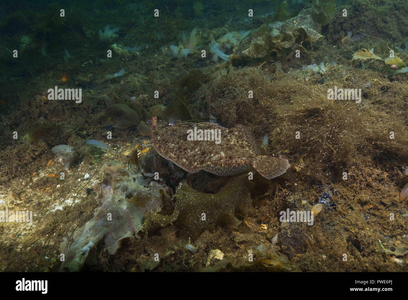 Norwegian Sea, Northern Atlantic, Norway. 26th Dec, 2010. Lemon sole ...