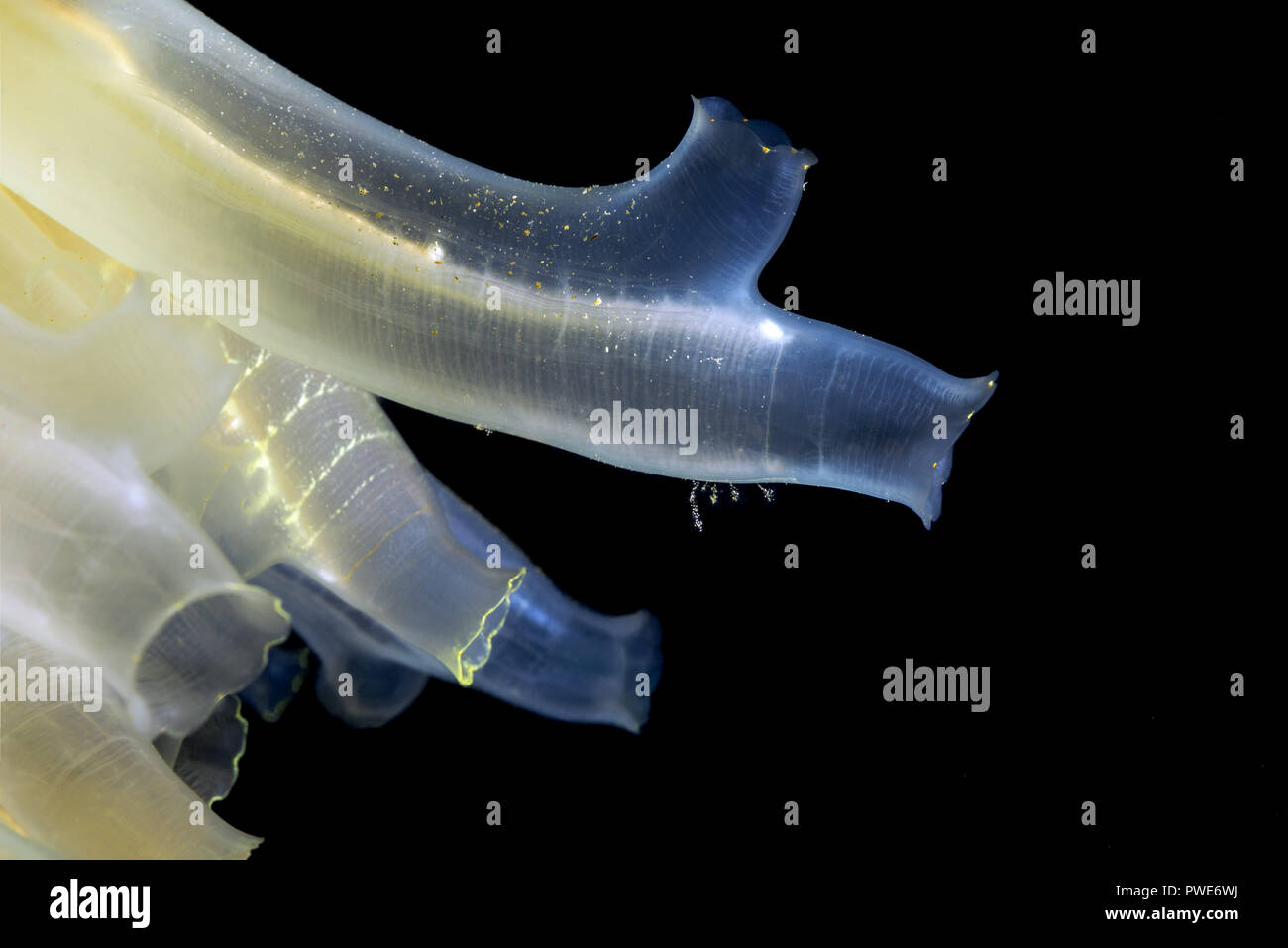 Transparent sea squirt hi-res stock photography and images - Alamy