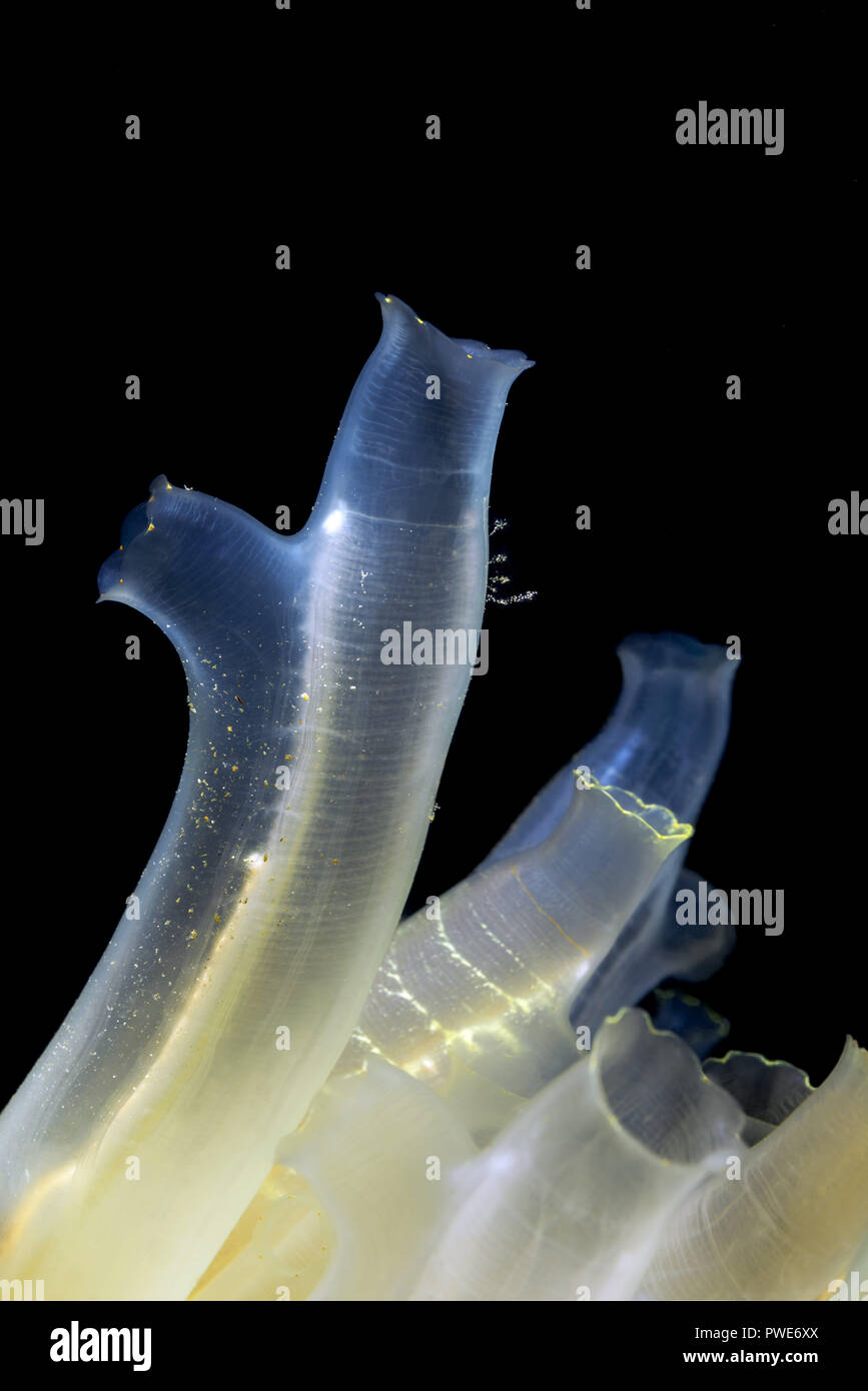 Transparent sea squirt hi-res stock photography and images - Alamy