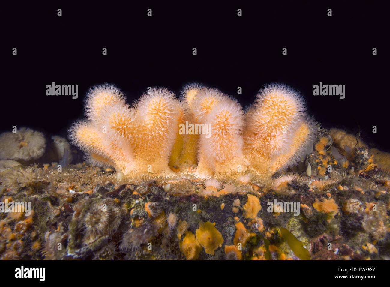 Dead mans fingers sea fingers alcyonium digitatum hi-res stock ...
