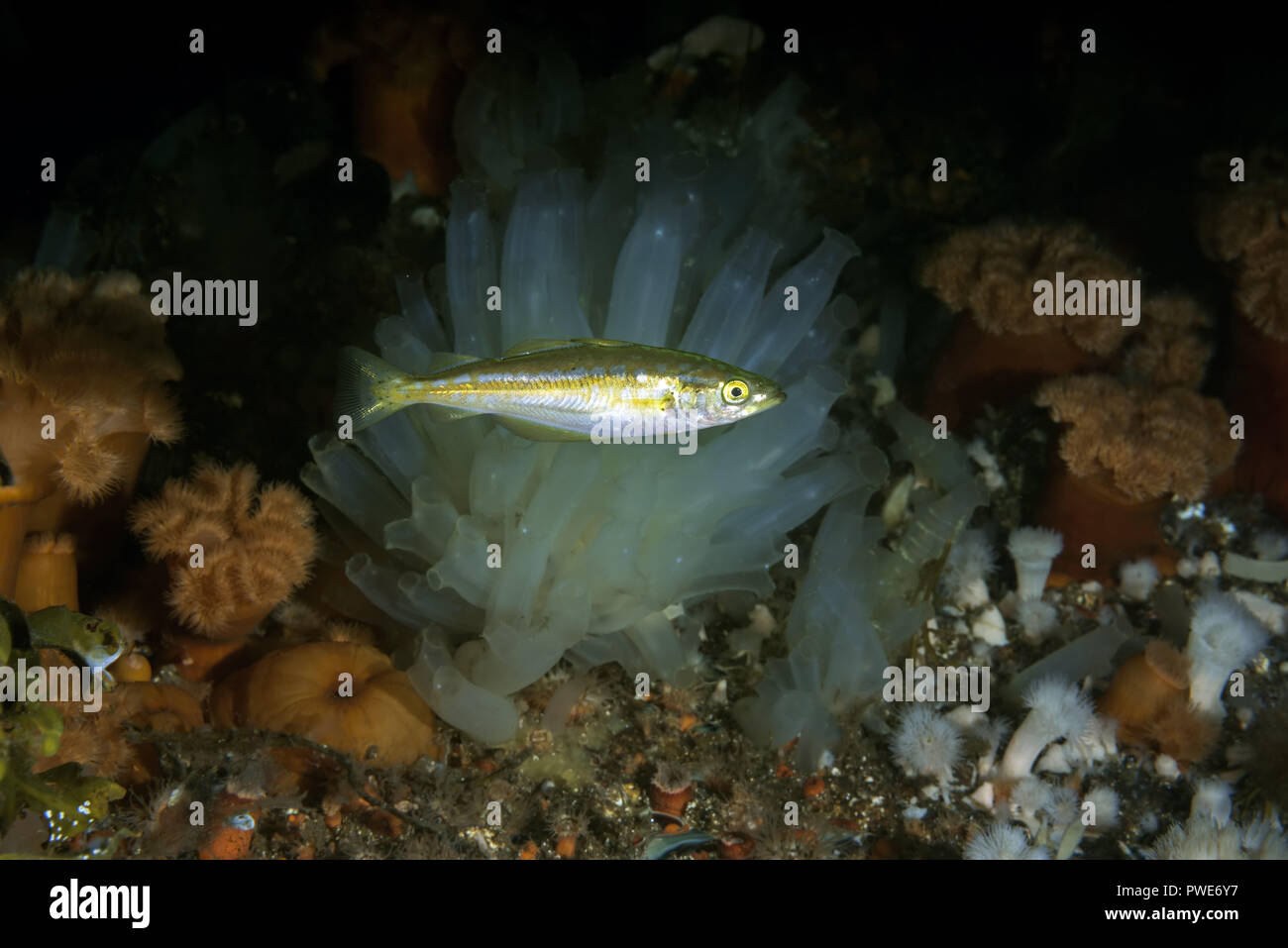 Norwegian Sea, Northern Atlantic, Norway. 8th Aug, 2018. Atlantic ...