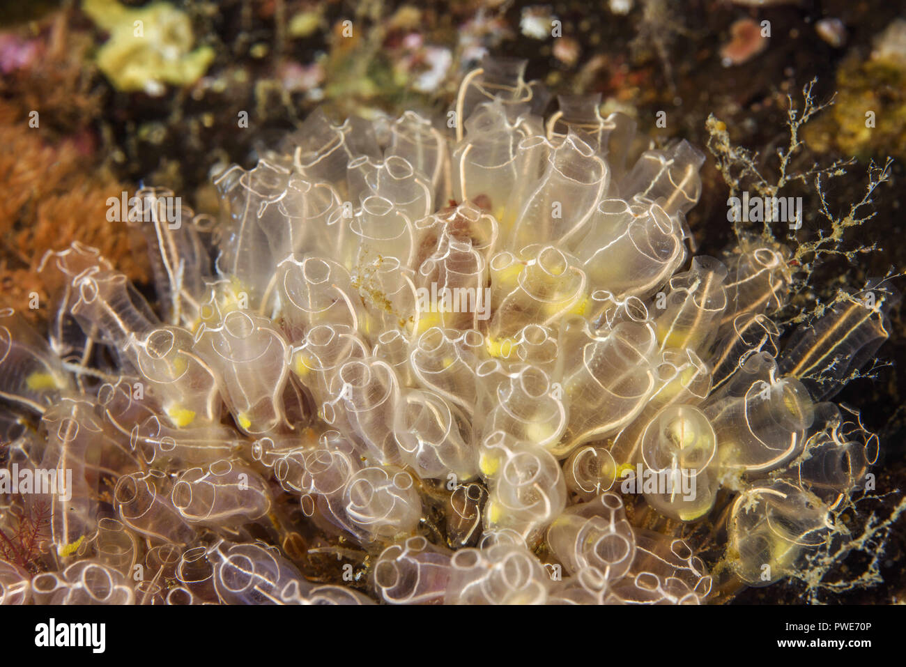 Light bulb sea squirt hi-res stock photography and images - Alamy