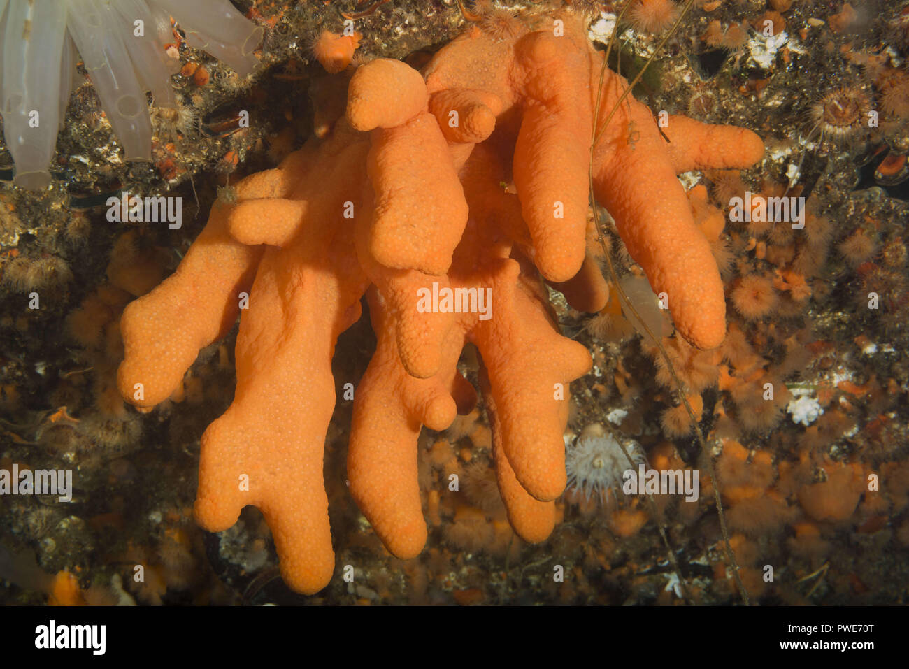 Dead mans fingers sea fingers alcyonium digitatum hi-res stock ...