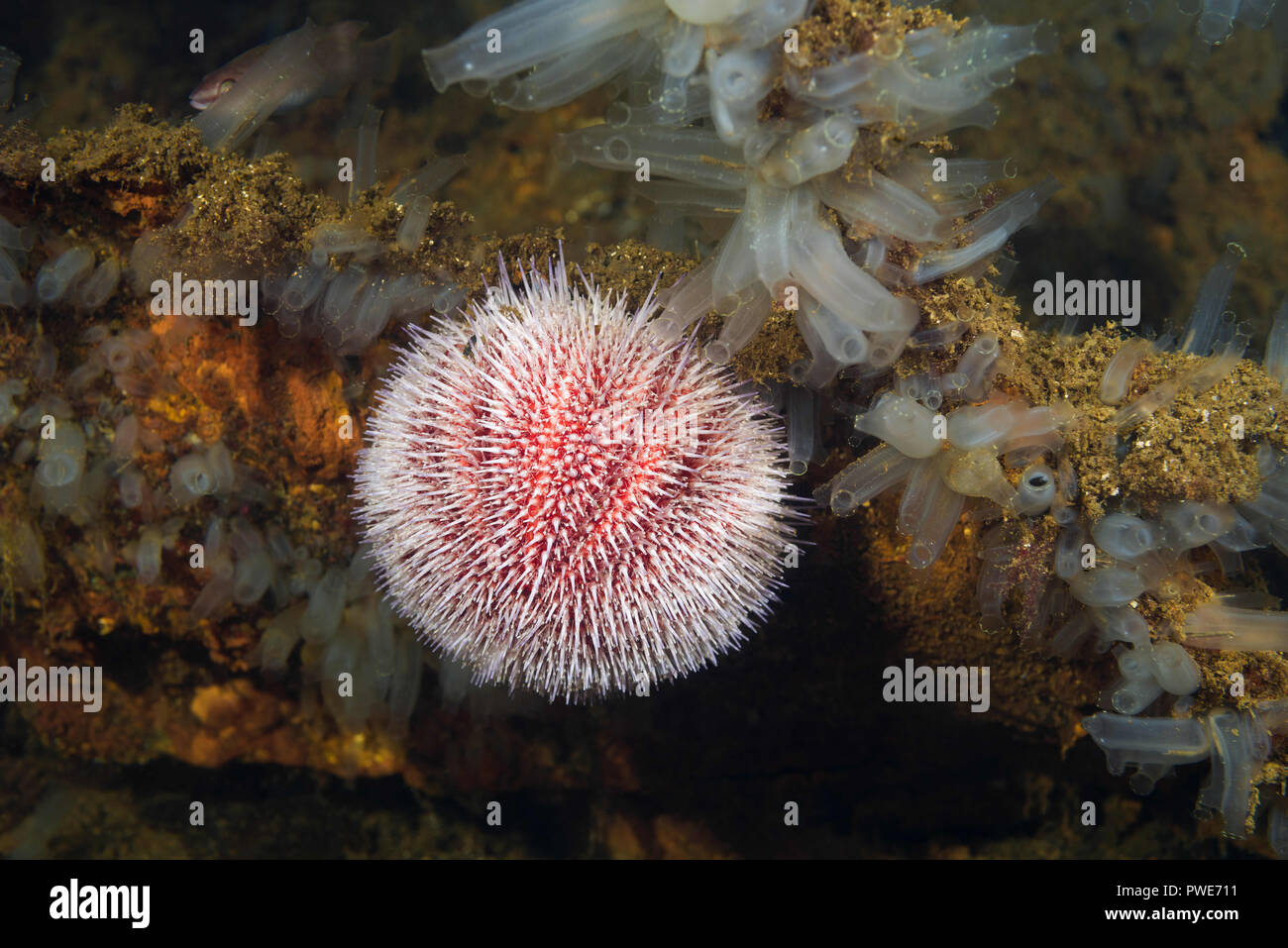 Transparent sea squirt hi-res stock photography and images - Alamy