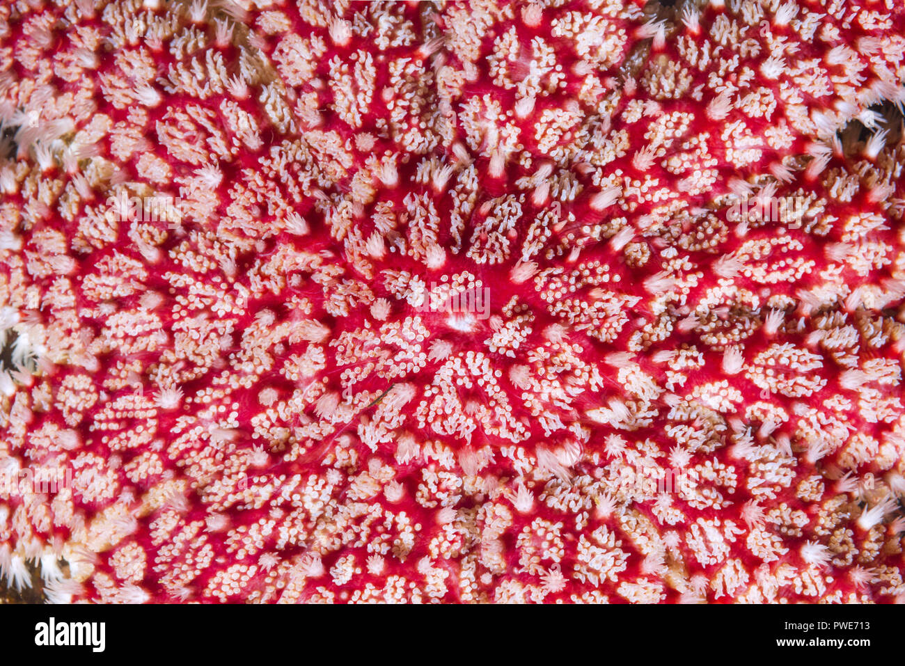 Common sunstar fish hi-res stock photography and images - Alamy