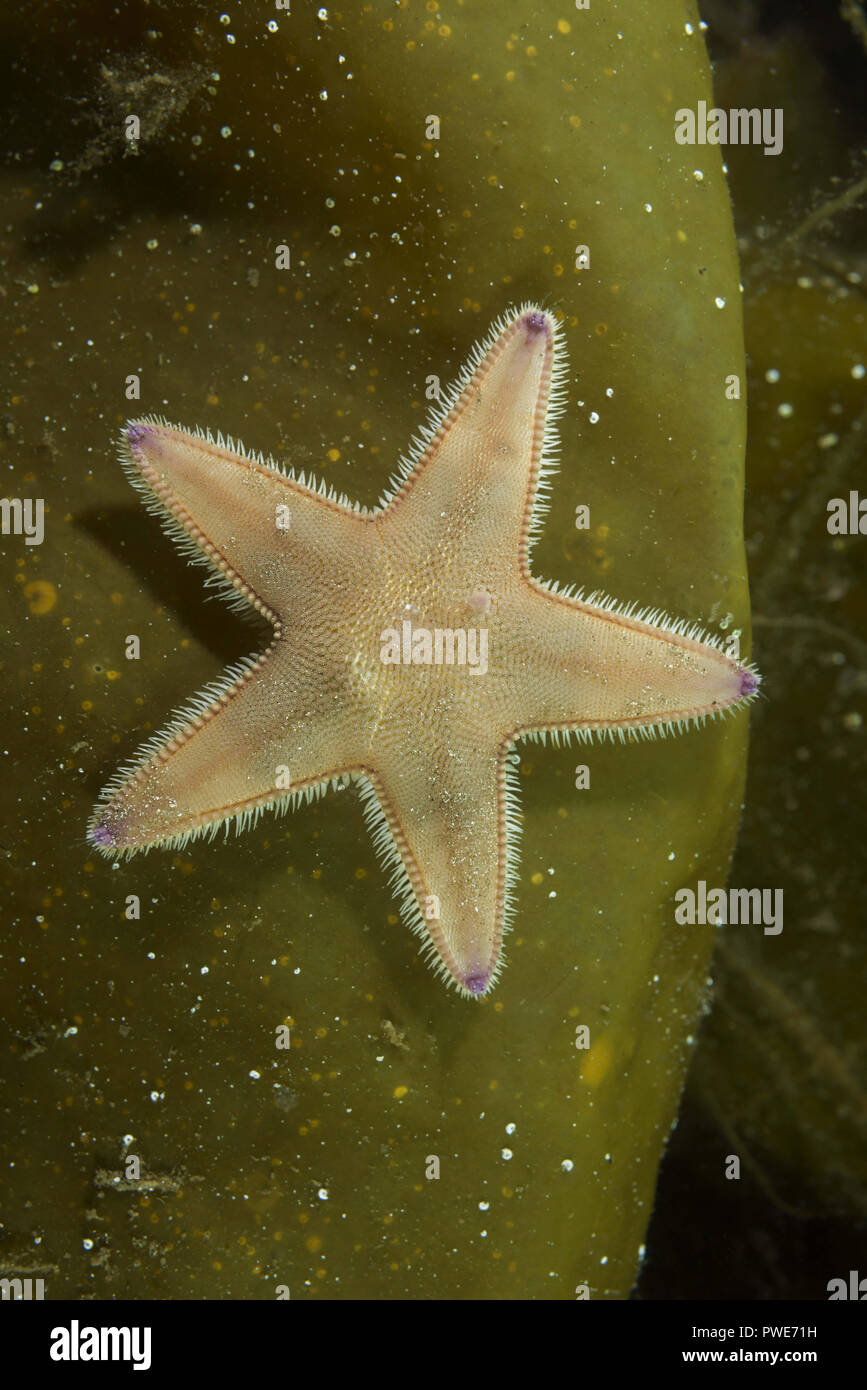 Spiny sand star hi-res stock photography and images - Alamy