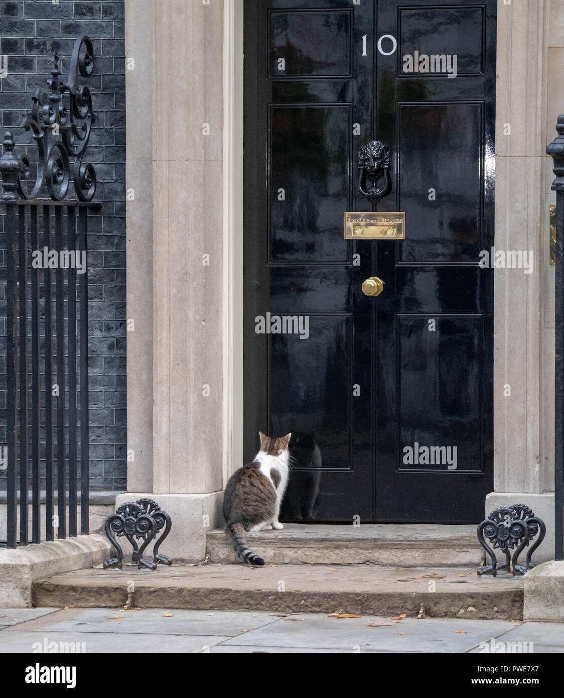 The number 10 cat hi-res stock photography and images - Alamy