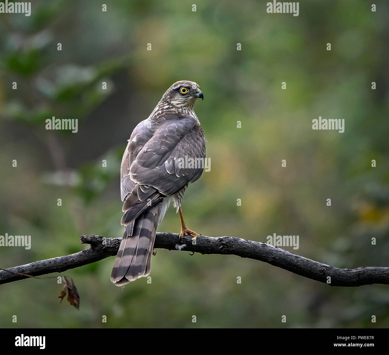 A sparrow hawk hi-res stock photography and images - Alamy