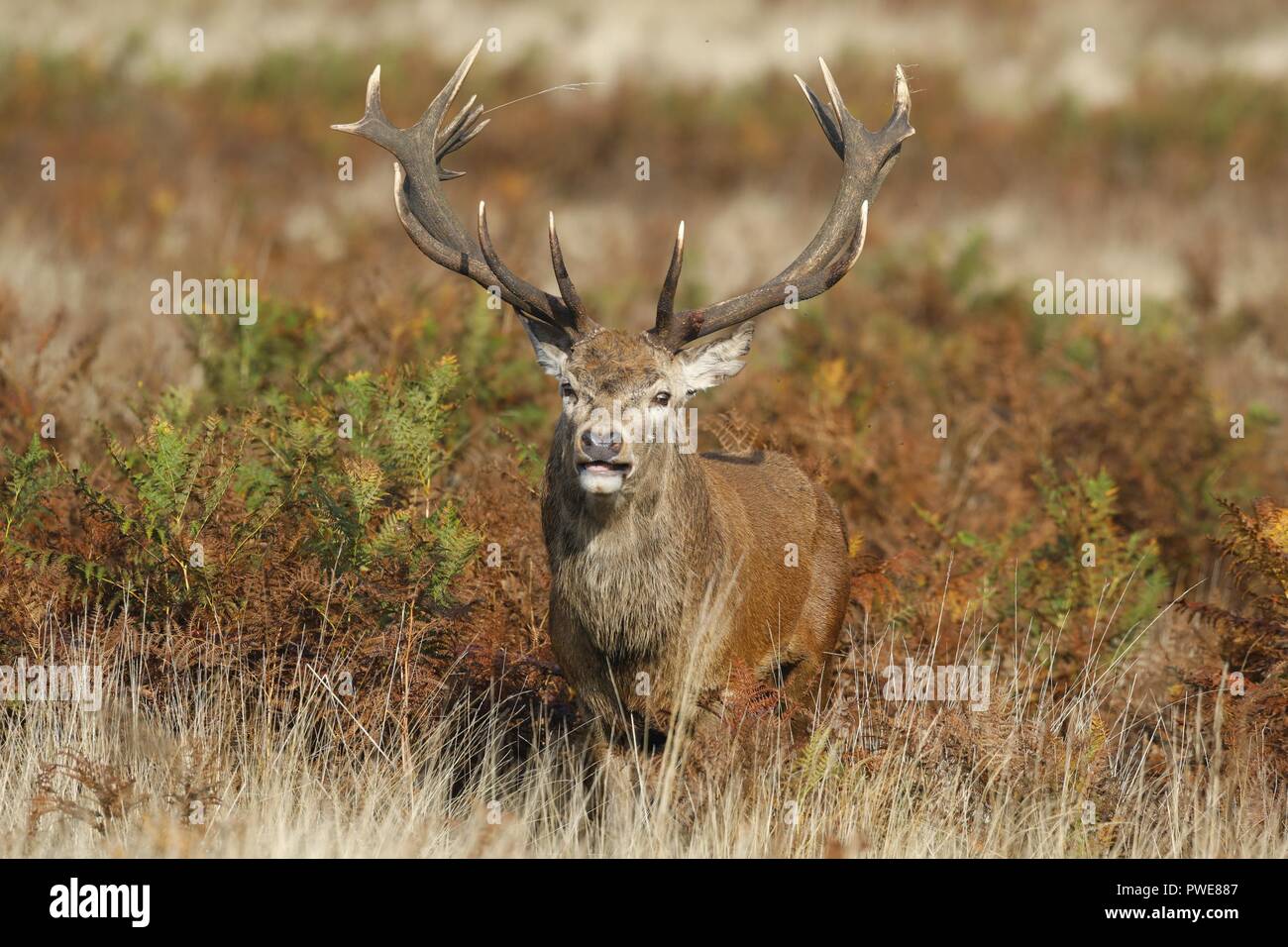 A red deer stag bellows in the morning sunshine in Richmond Park ...