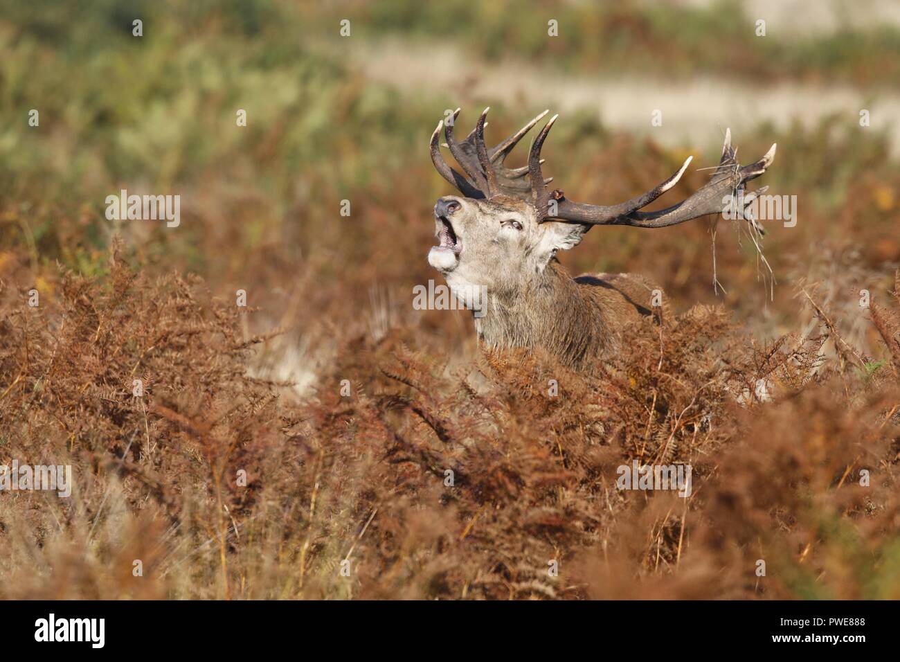 Stag bellows hi-res stock photography and images - Alamy