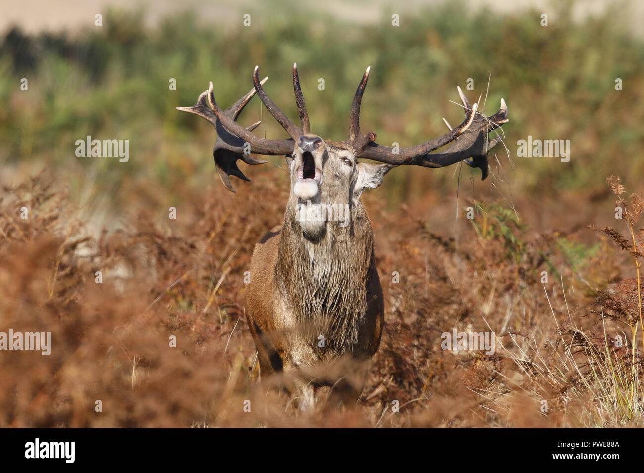 A red deer stag bellows in the morning sunshine in Richmond Park ...