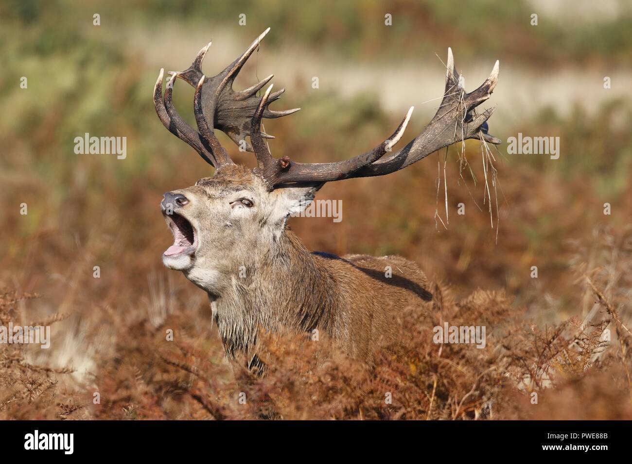A red deer stag bellows in the morning sunshine in Richmond Park ...