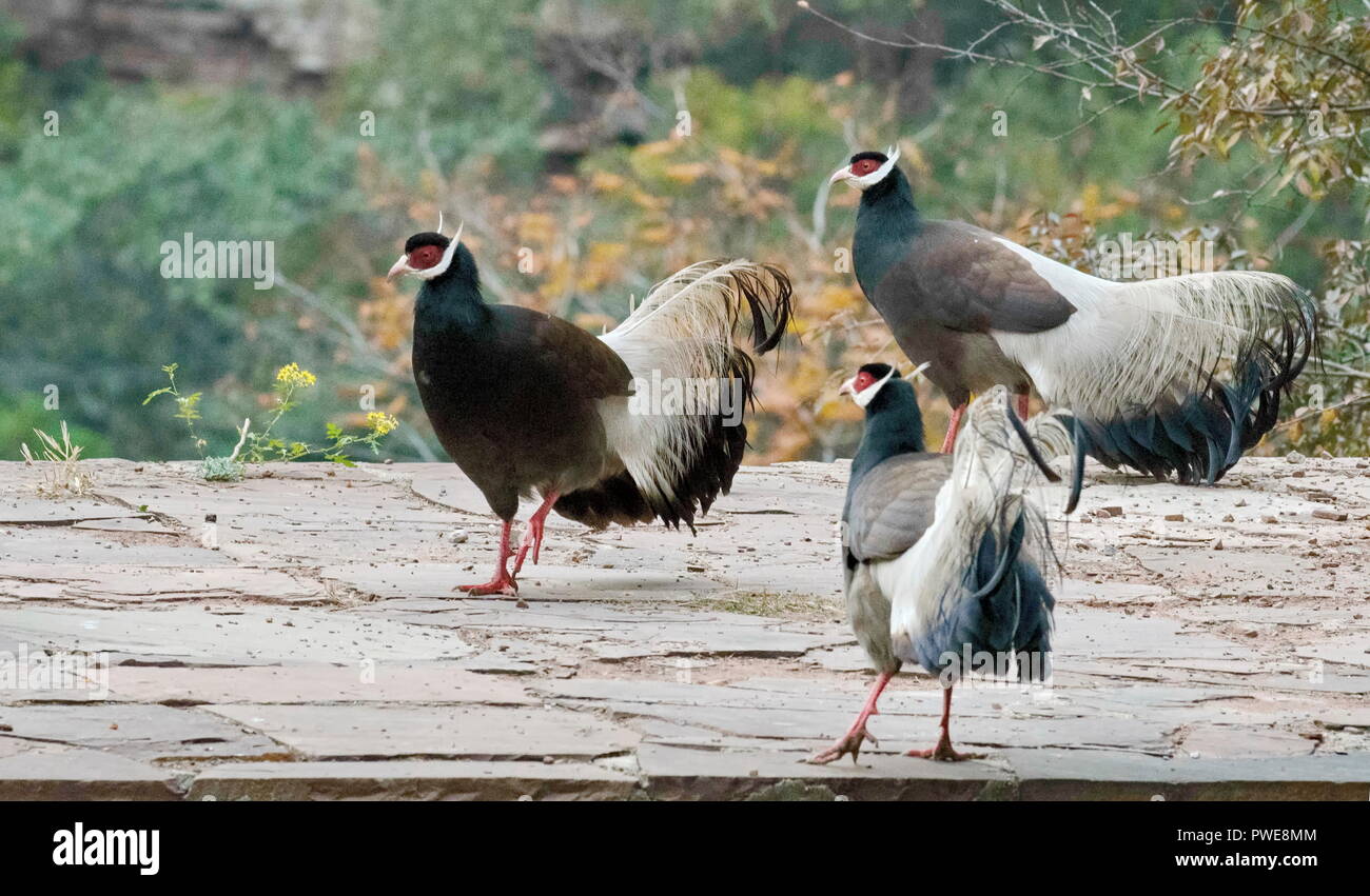 Eared pheasants hi-res stock photography and images - Alamy