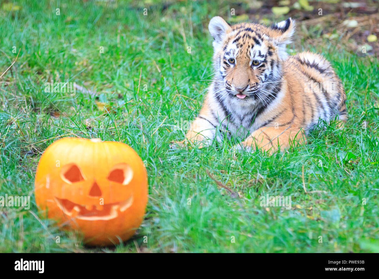 Endangered amur tiger naya hi-res stock photography and images - Alamy