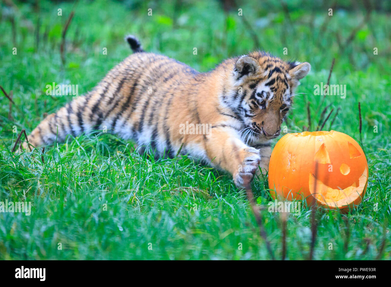 Captive siberian tiger cub hi-res stock photography and images - Alamy