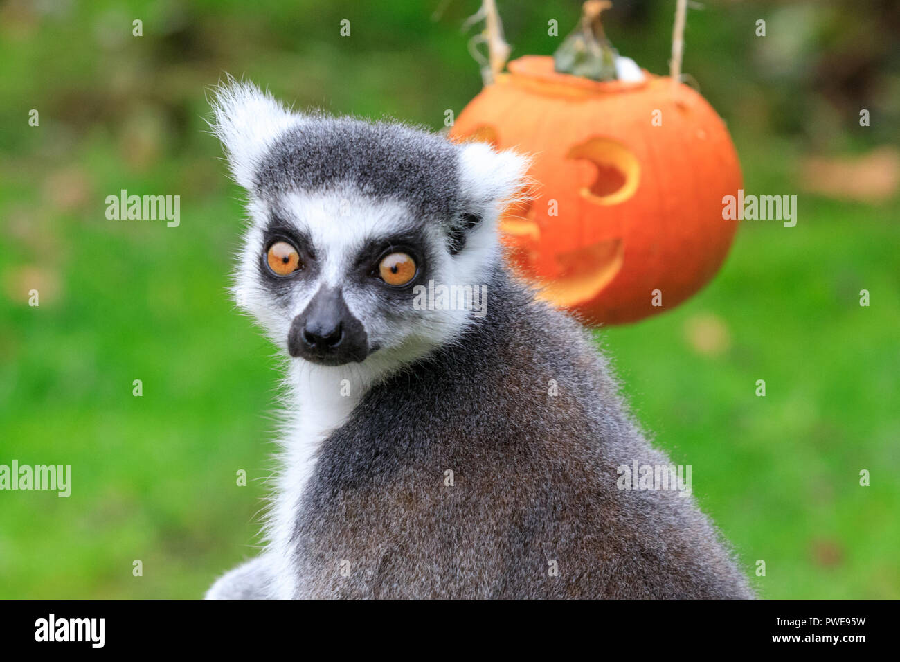 Lemur enrichment hi-res stock photography and images - Alamy