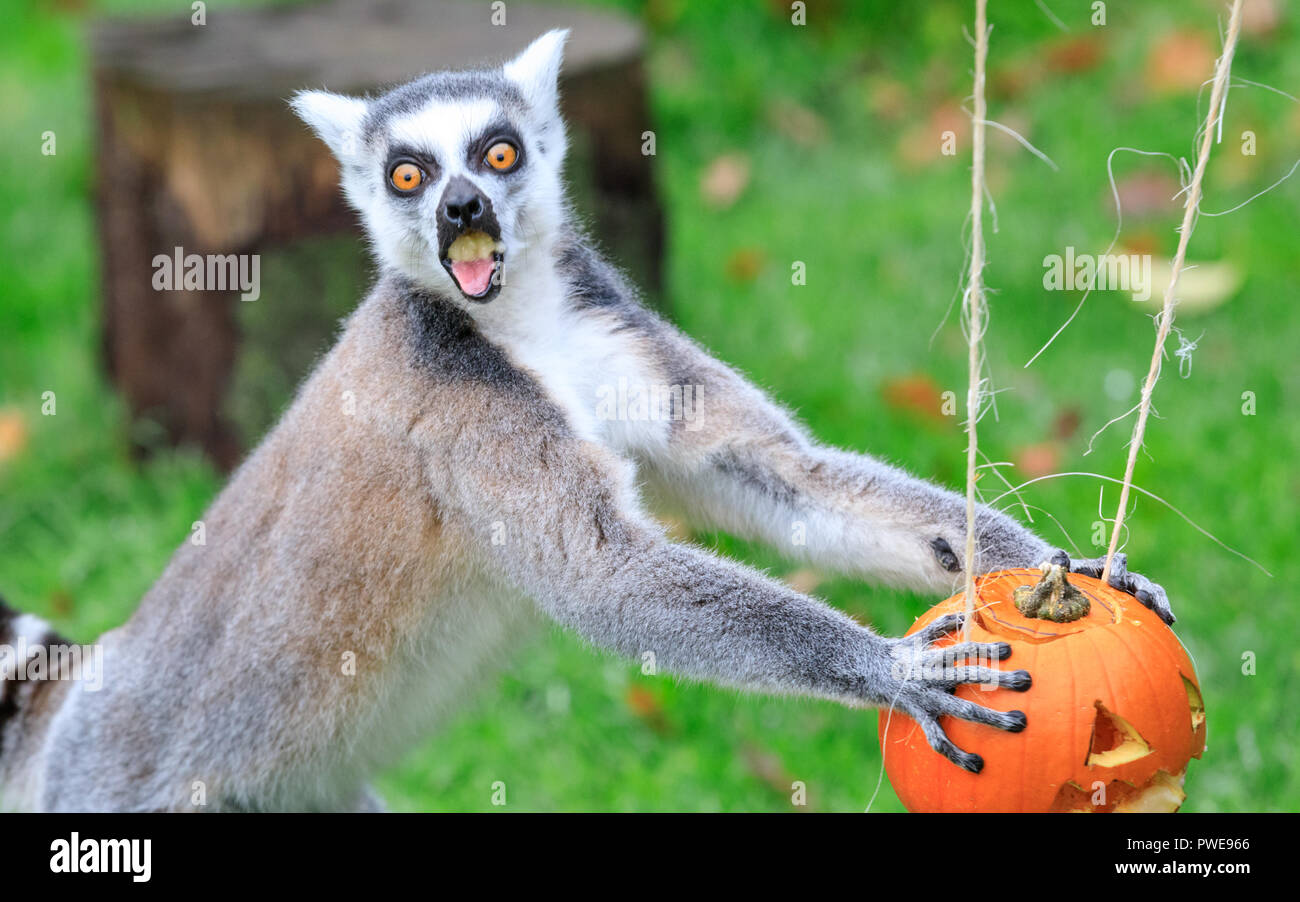 ZSL Whipsnade, UK, 16th Oct 2018. A group of playful ring-tailed lemurs ...