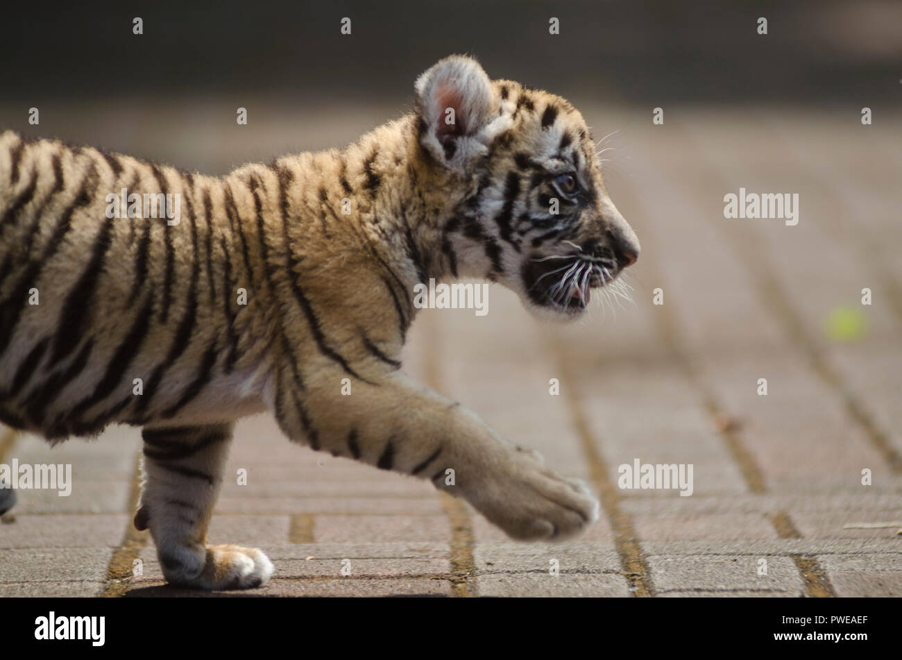 Bandung, Indonesia. 16th Oct, 2018. A 56-day-old Bengal tiger cub walks ...