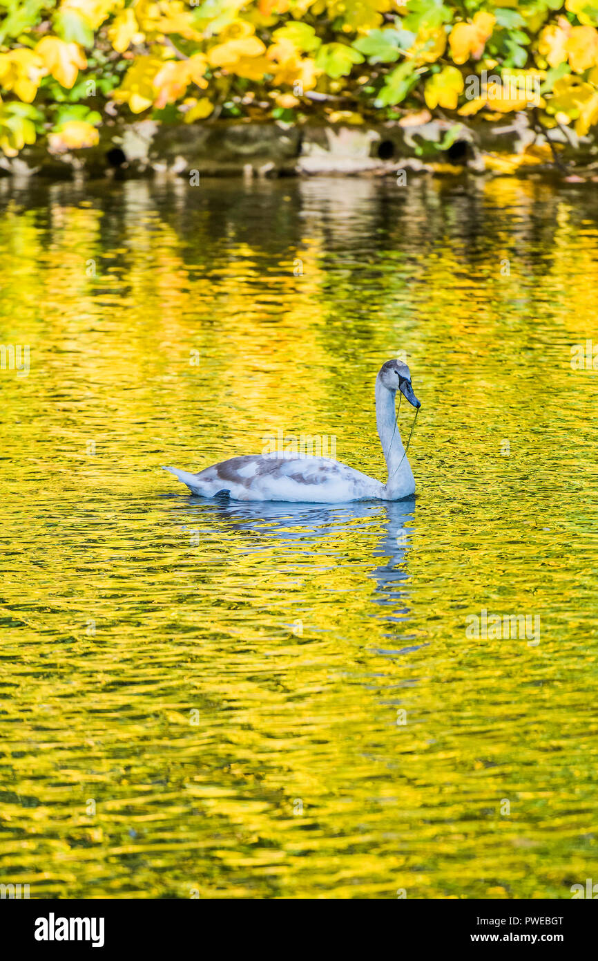 Swans with sygnets hi-res stock photography and images - Alamy